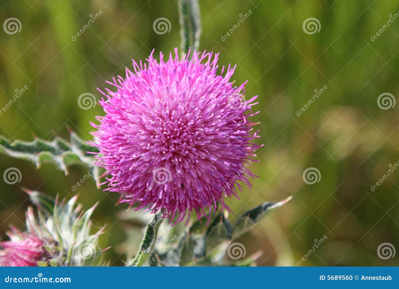Violet thistle stock photo. Image of round, detailed, fragrance - 5689560