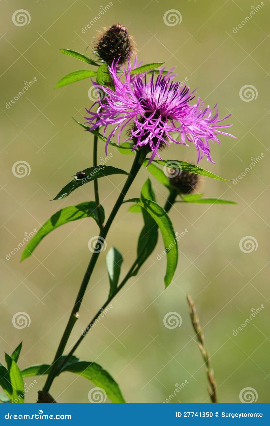 Violet Thistle Flower (Cirsium) Stock Photo - Image of purple ...