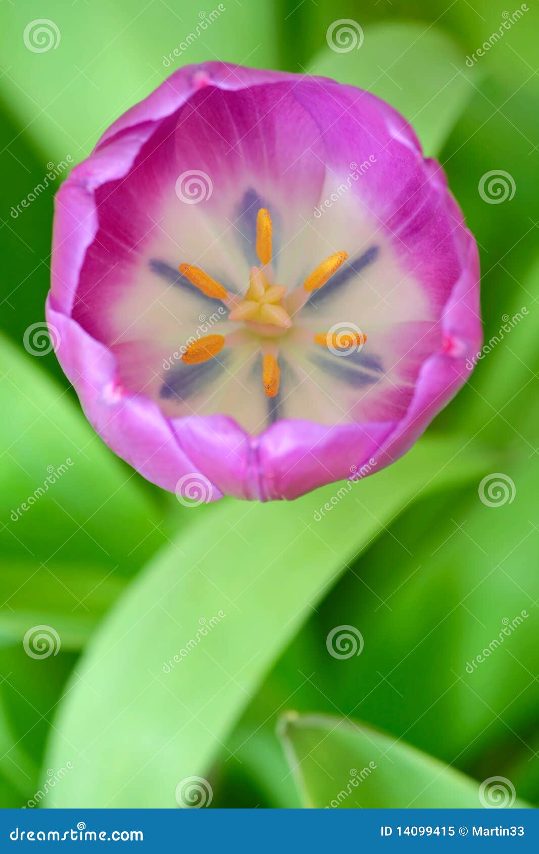 Violet tulip stock image. Image of flora, bloom, natural - 14099415