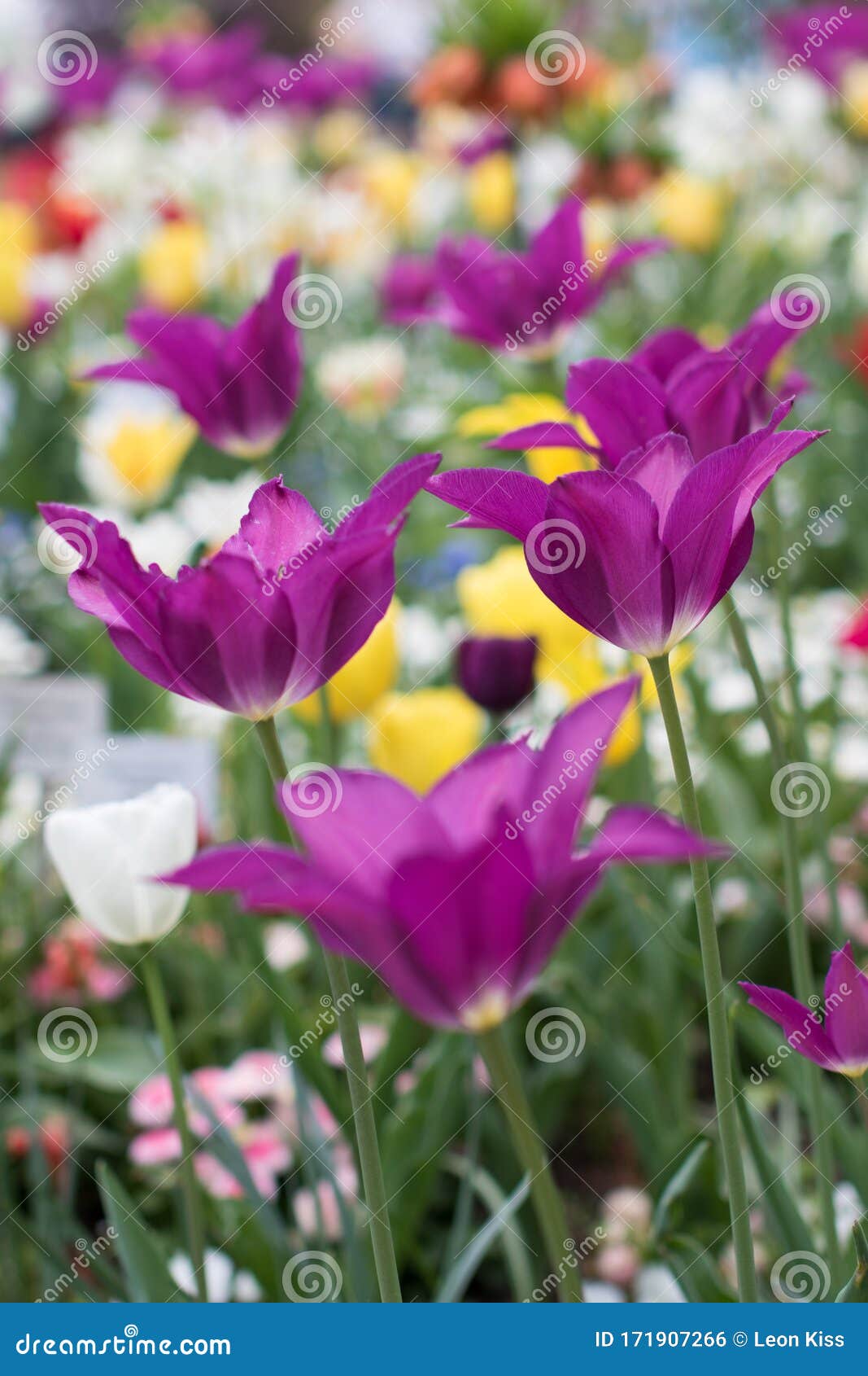 Violet tulip stock photo. Image of vibrant, season, flora - 171907266