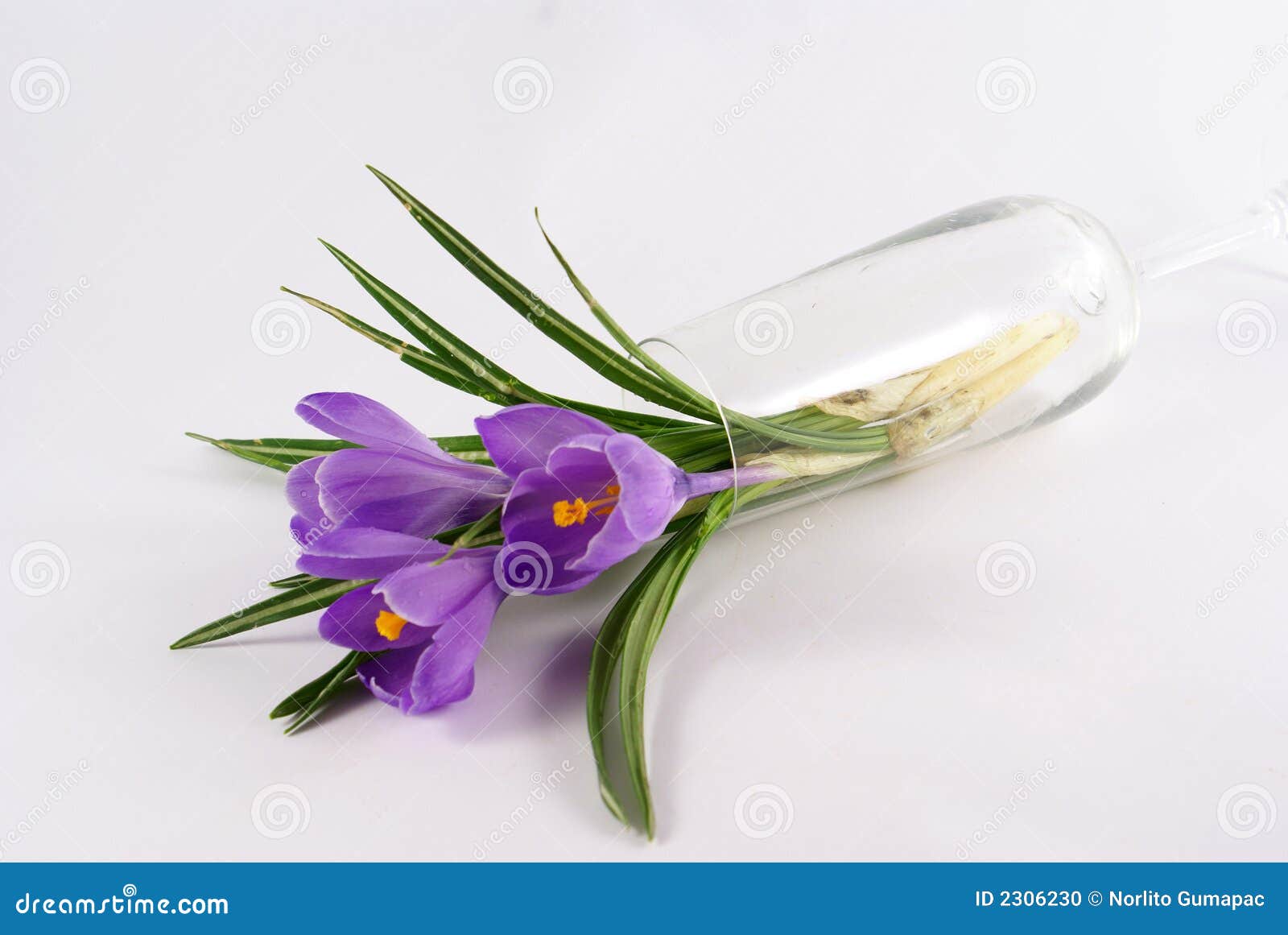 Violet Tulip Flower in Vase Stock Photo - Image of outdoors, drops: 2306230