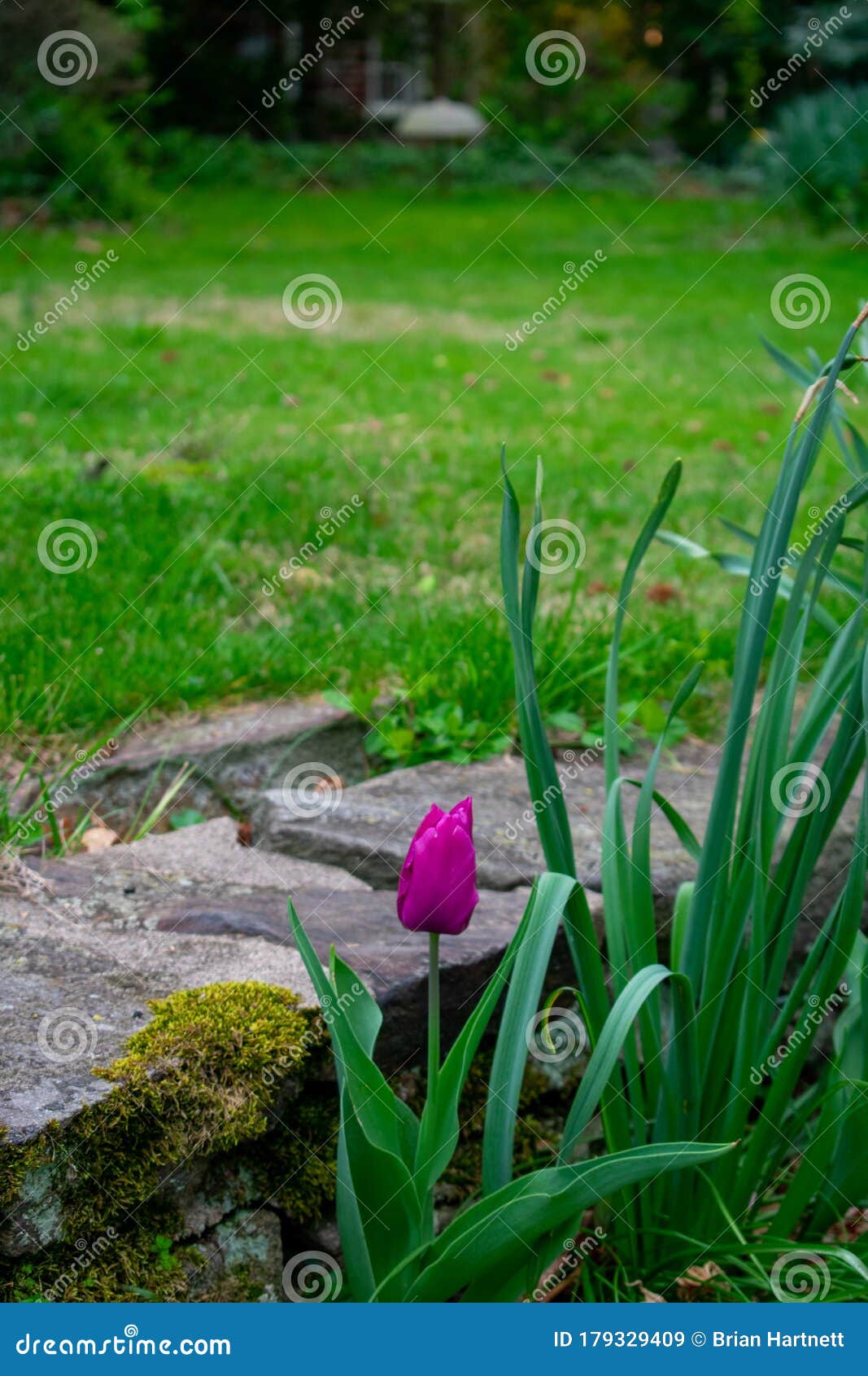 A Violet Tulip on a Front Lawn Stock Image - Image of outside, nature ...