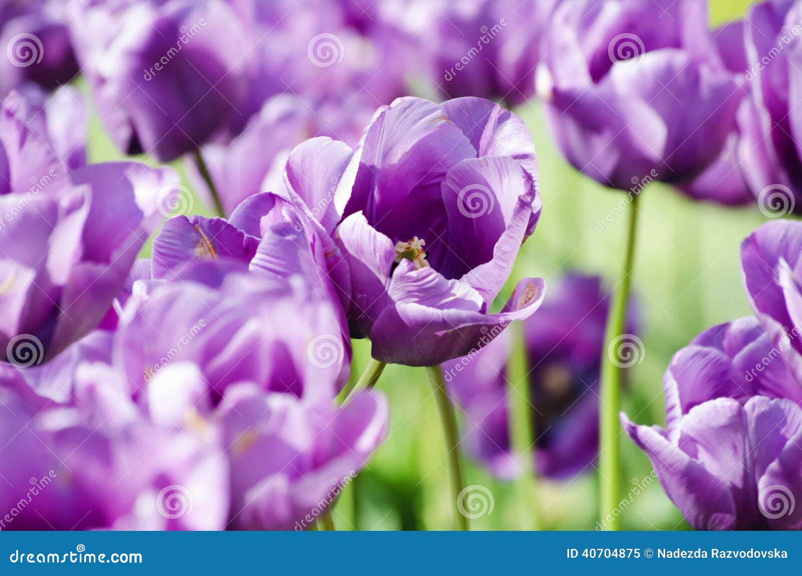 Violet Tulip stock image. Image of abstract, garden, nature - 40704875