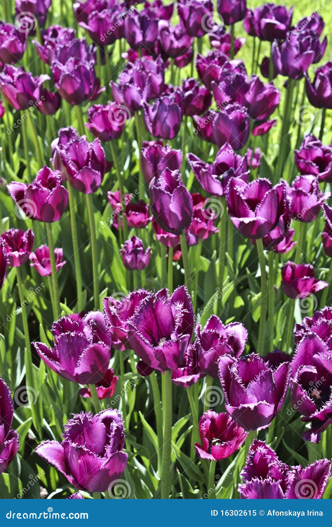 Violet tulips stock image. Image of purple, violet, flora - 16302615