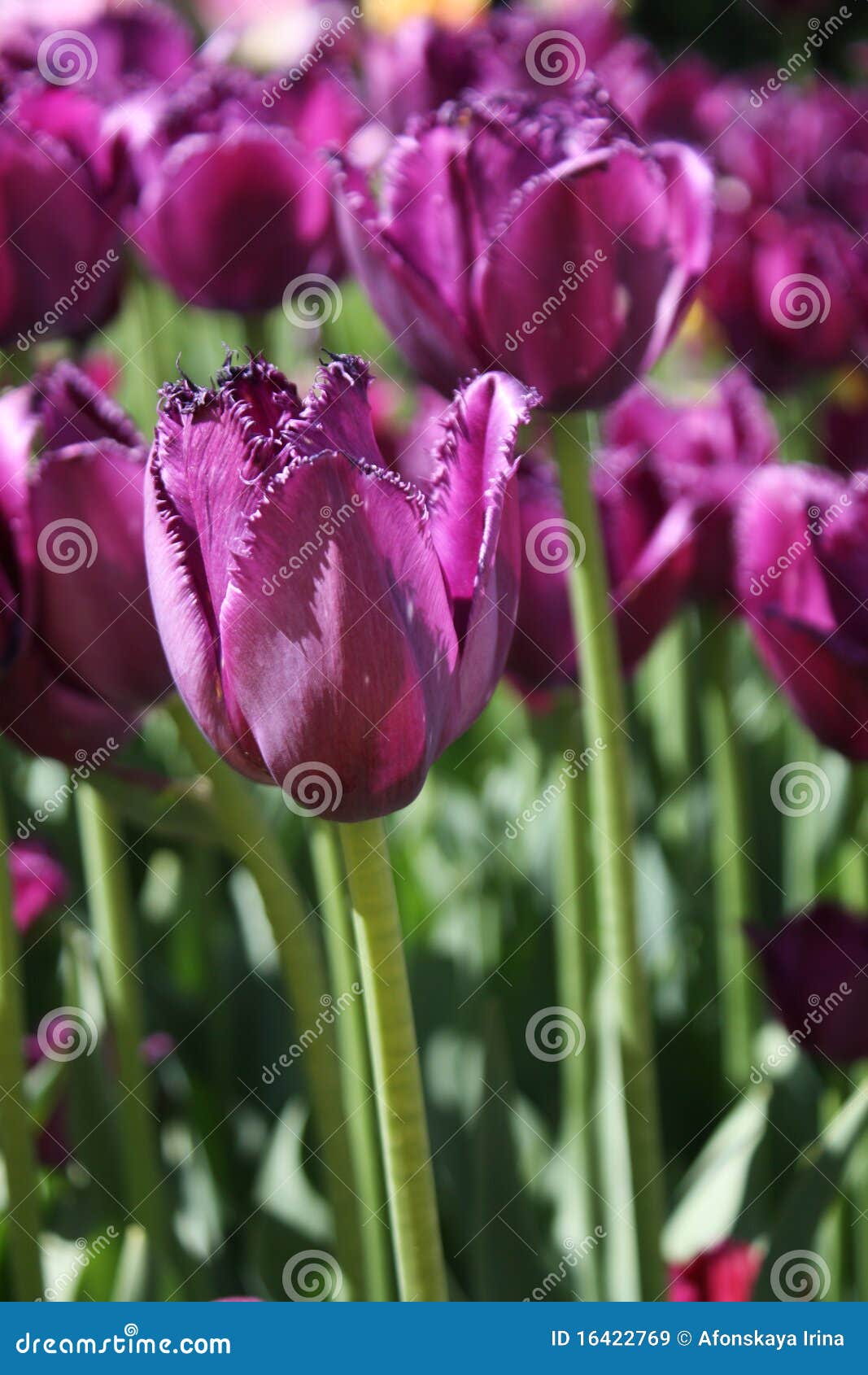 Violet tulips stock image. Image of blossom, flora, flowering - 16422769