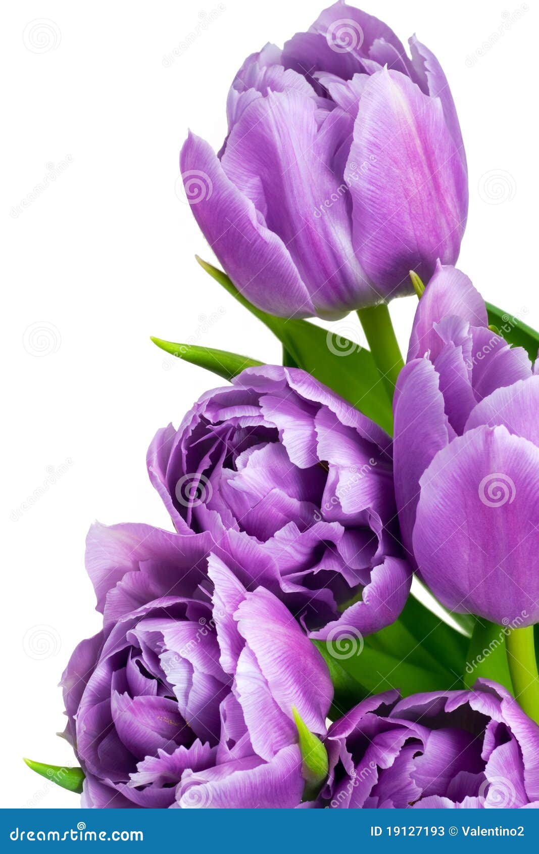 Violet tulips stock image. Image of blooming, colorful - 19127193