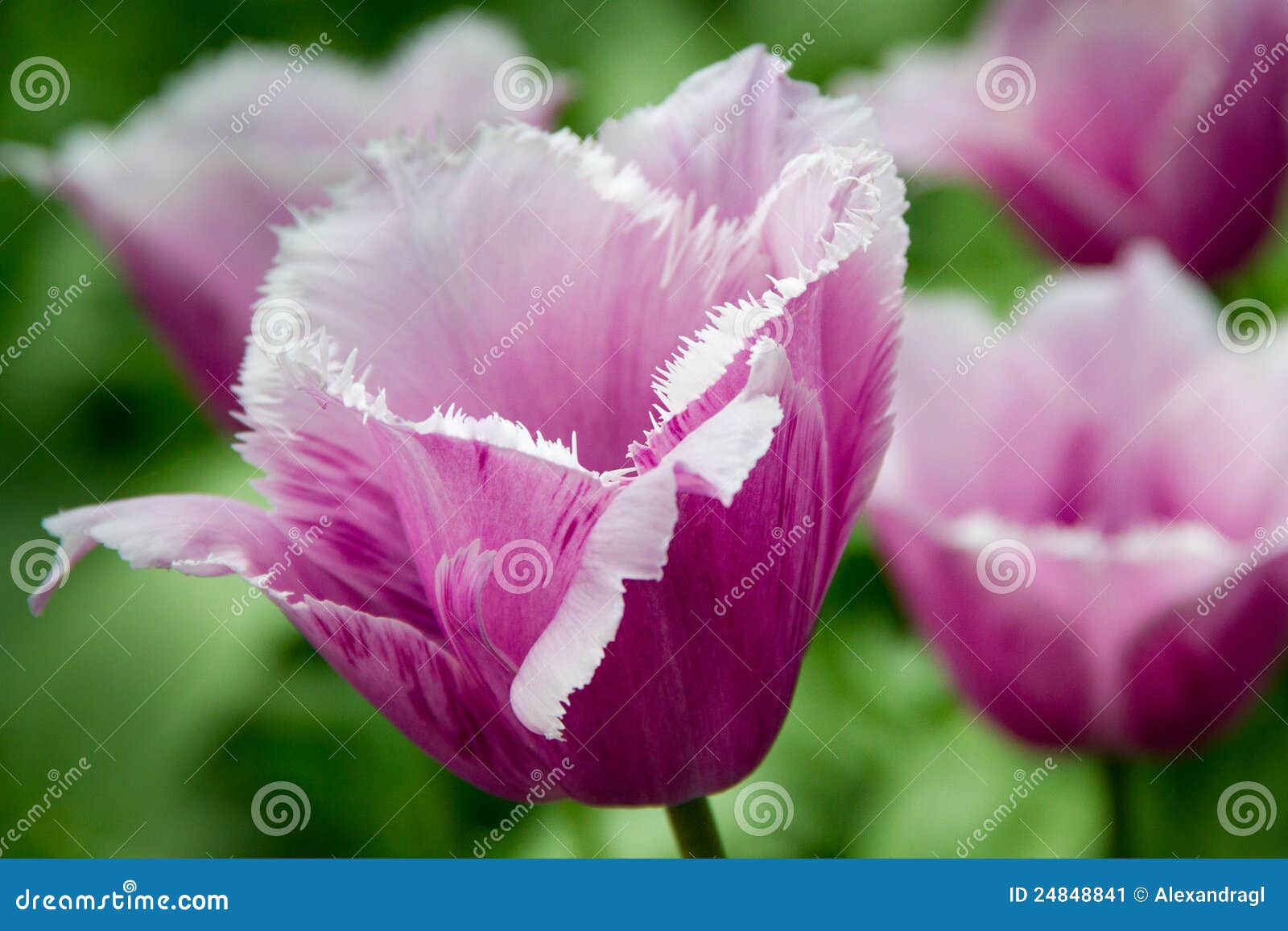 Violet tulips stock image. Image of beautiful, blooms - 24848841