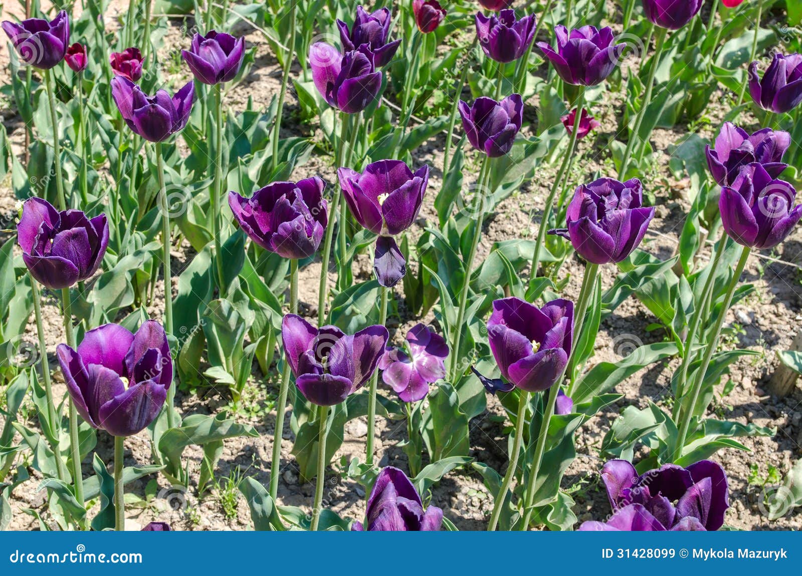 Violet tulips stock image. Image of green, landscape - 31428099