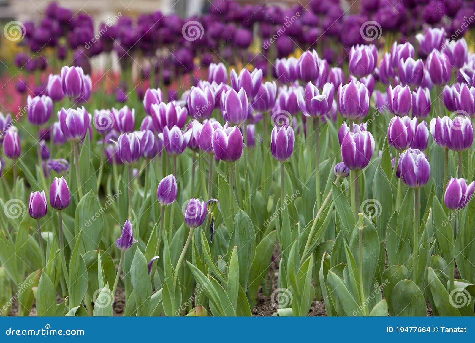 Violet Tulips in the Garden Stock Photo - Image of pattern, orchard ...