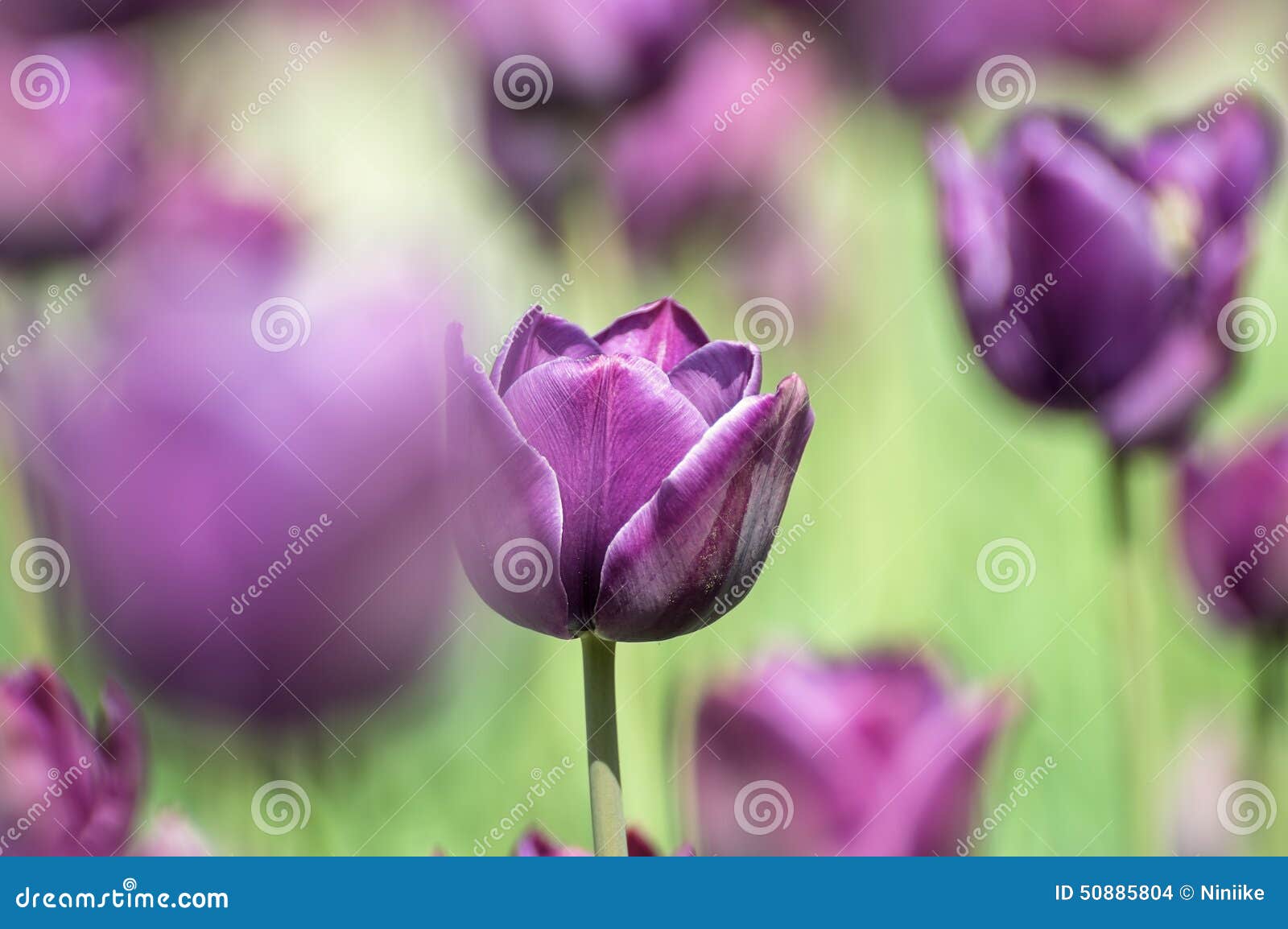 Violet tulips stock photo. Image of beauty, cute, floral - 50885804