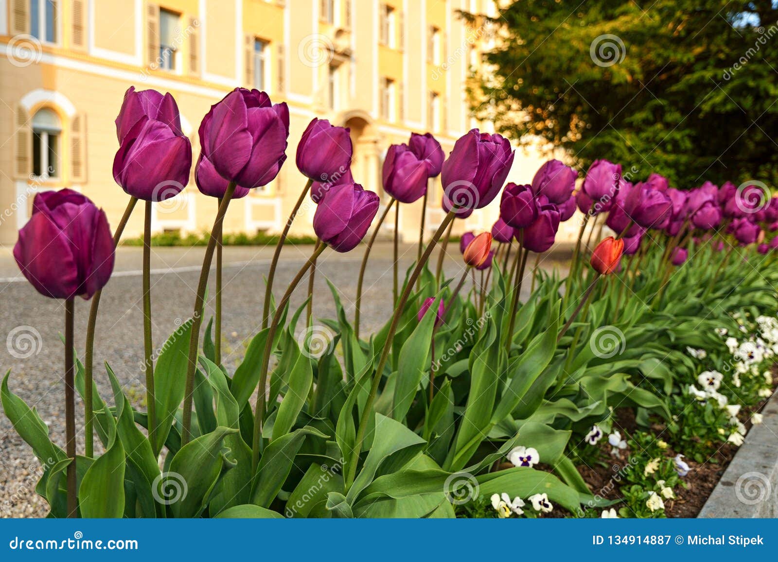 Violet Tulips Growing in Front of Building Stock Image - Image of ...