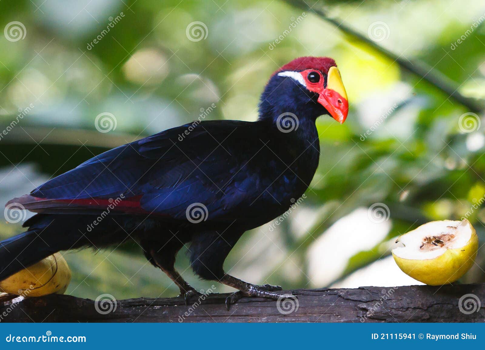 Violet Turaco stock image. Image of orange, exotic, bill - 21115941