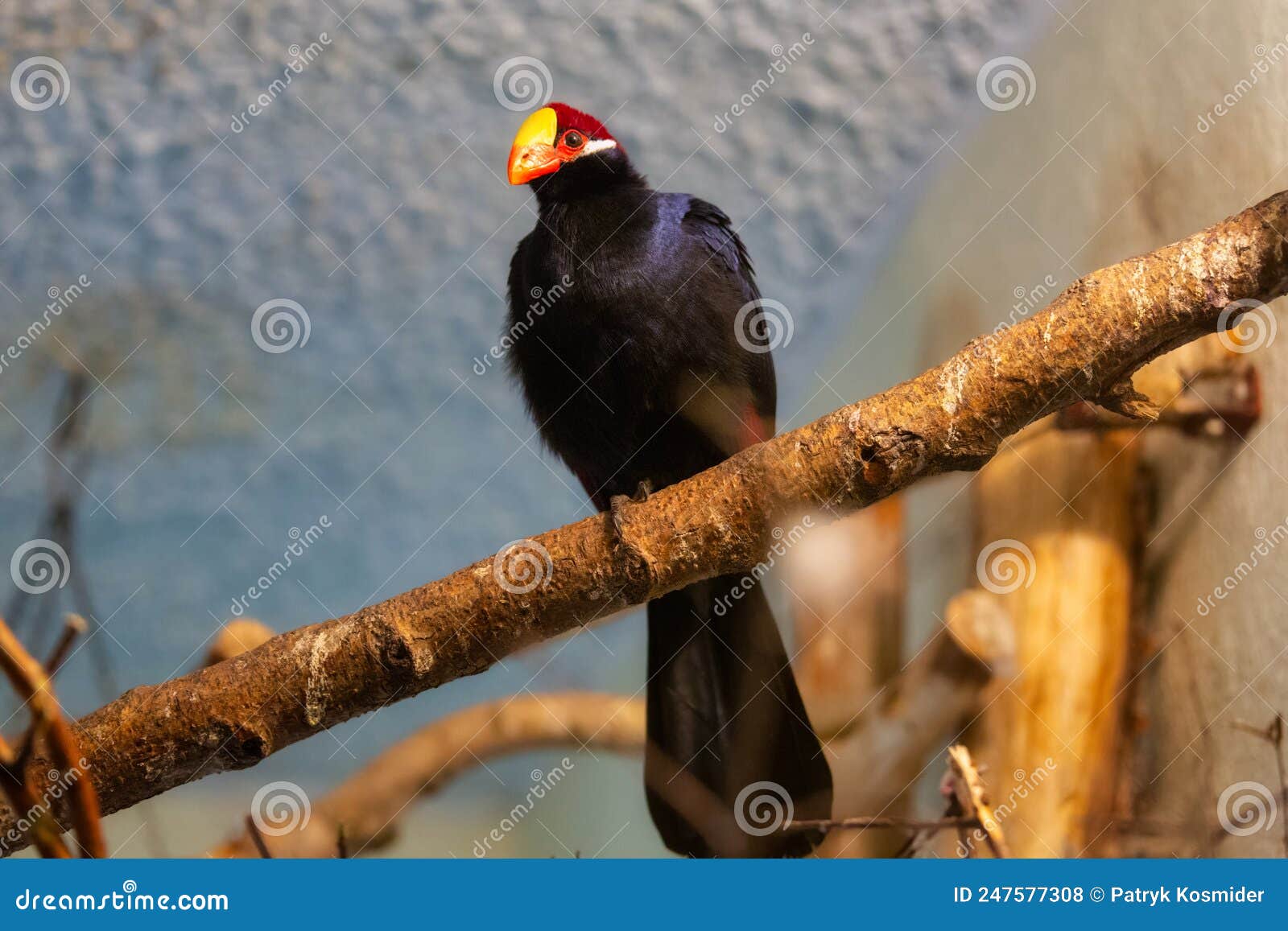 The violet turaco bird stock photo. Image of turaco - 247577308