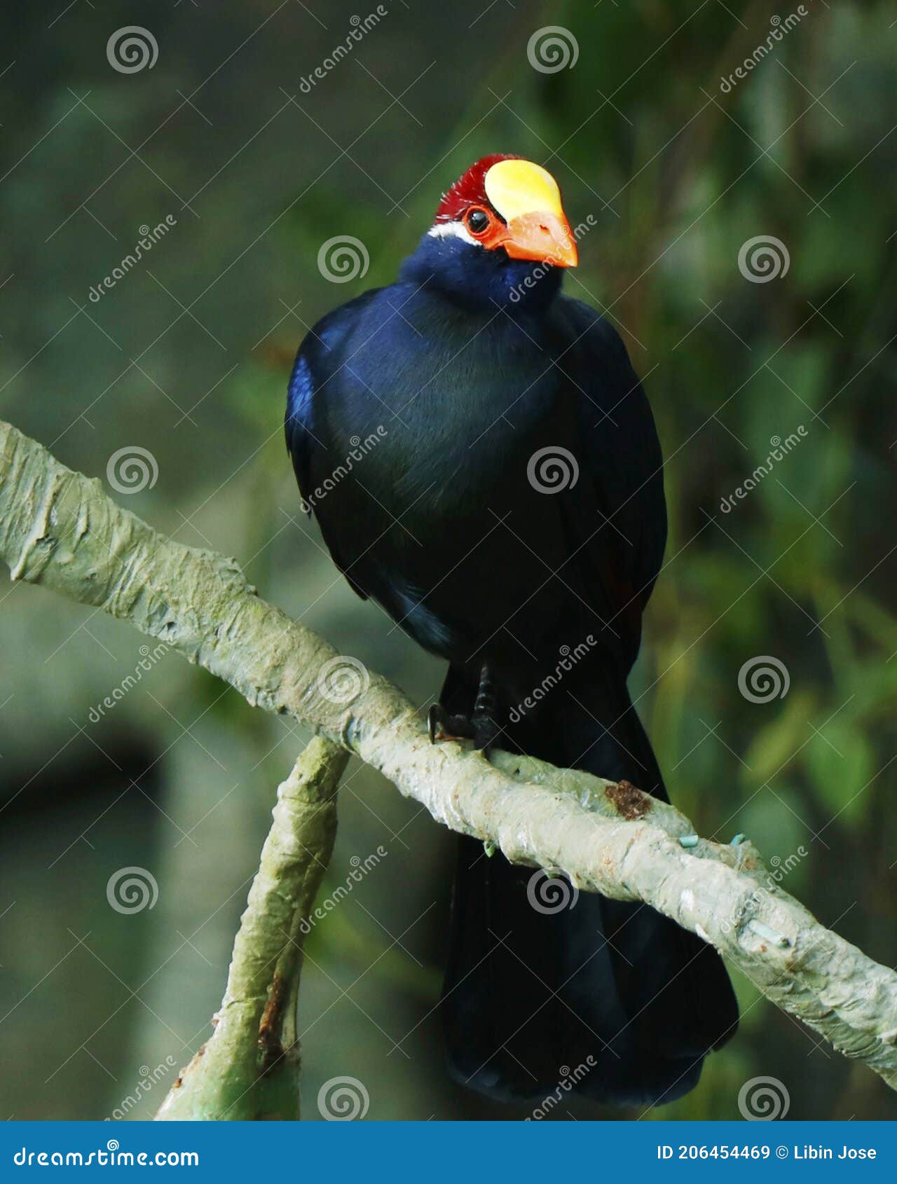 Violet Turaco Bird, Also Known As the Violaceous Plantain Eater Stock ...