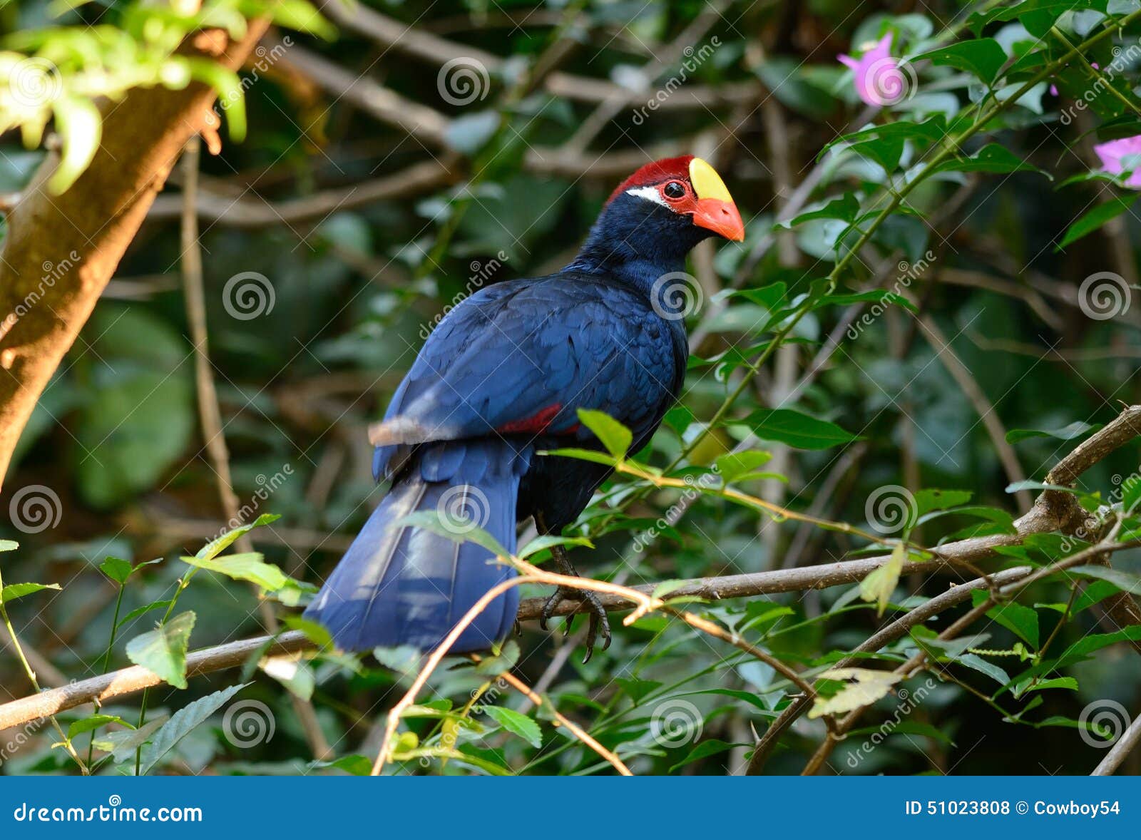 Violet Turaco (Musophaga Violacea) Stock Photo - Image of natural ...