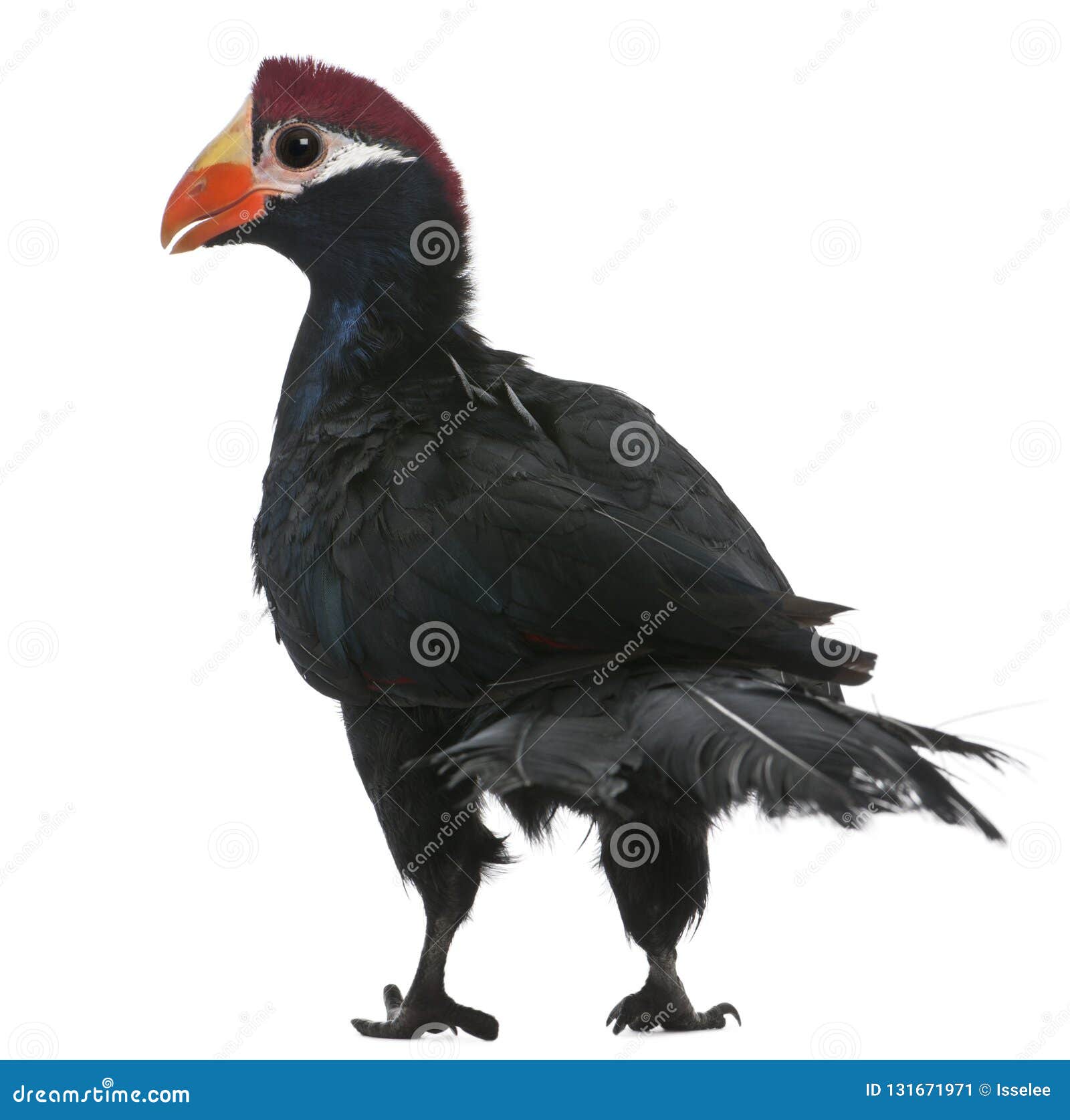 Violet Turaco Plantain Eater, Musophaga Violacea, Senegal, Nigeria In ...