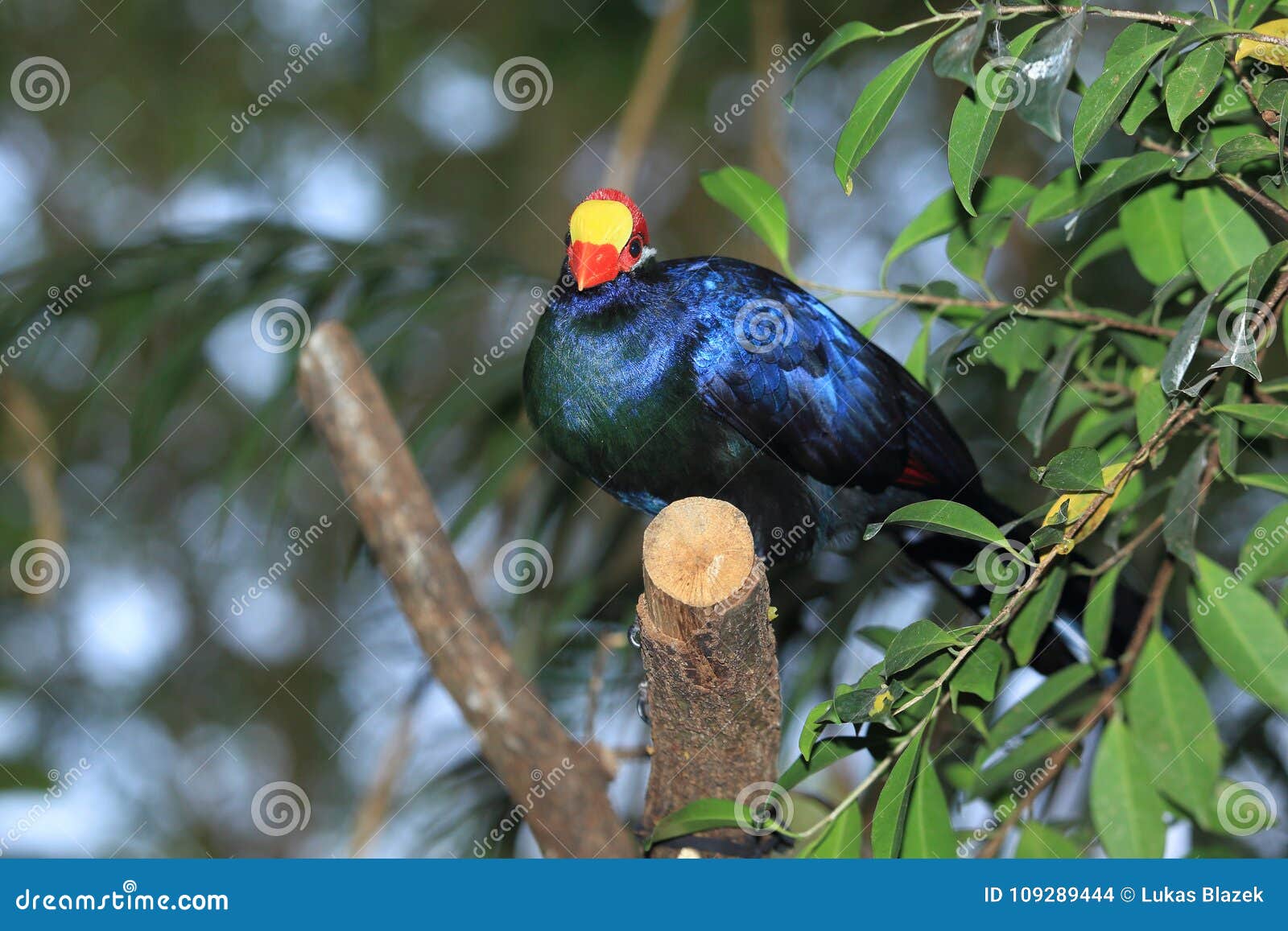 Violet Turaco Plantain Eater, Musophaga Violacea, Senegal, Nigeria In ...