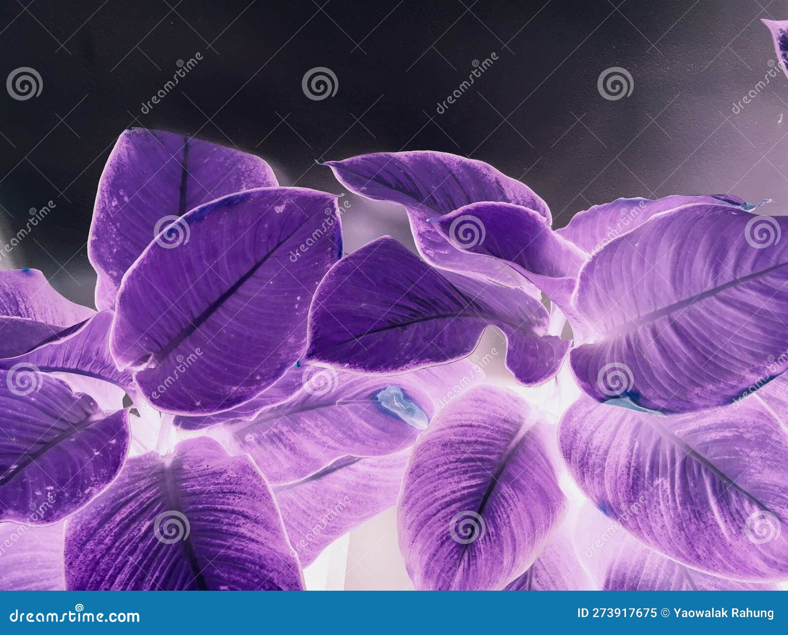 Purple Leave Tree Texture Pattern Background, Violet Ultra Concept ...