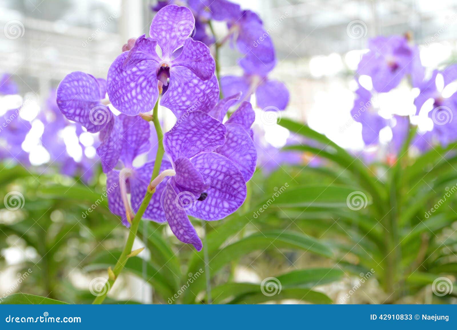 Violet vanda orchid stock image. Image of decoration - 42910833