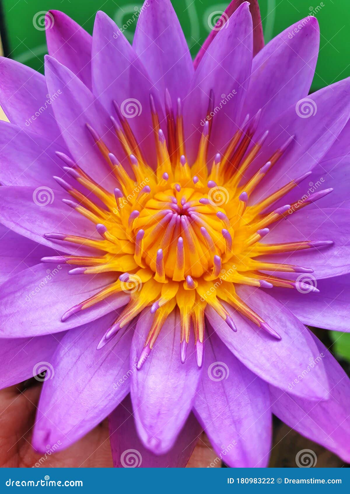 Vibr Water Stock Photos - Free & Royalty-Free Stock Photos from Dreamstime