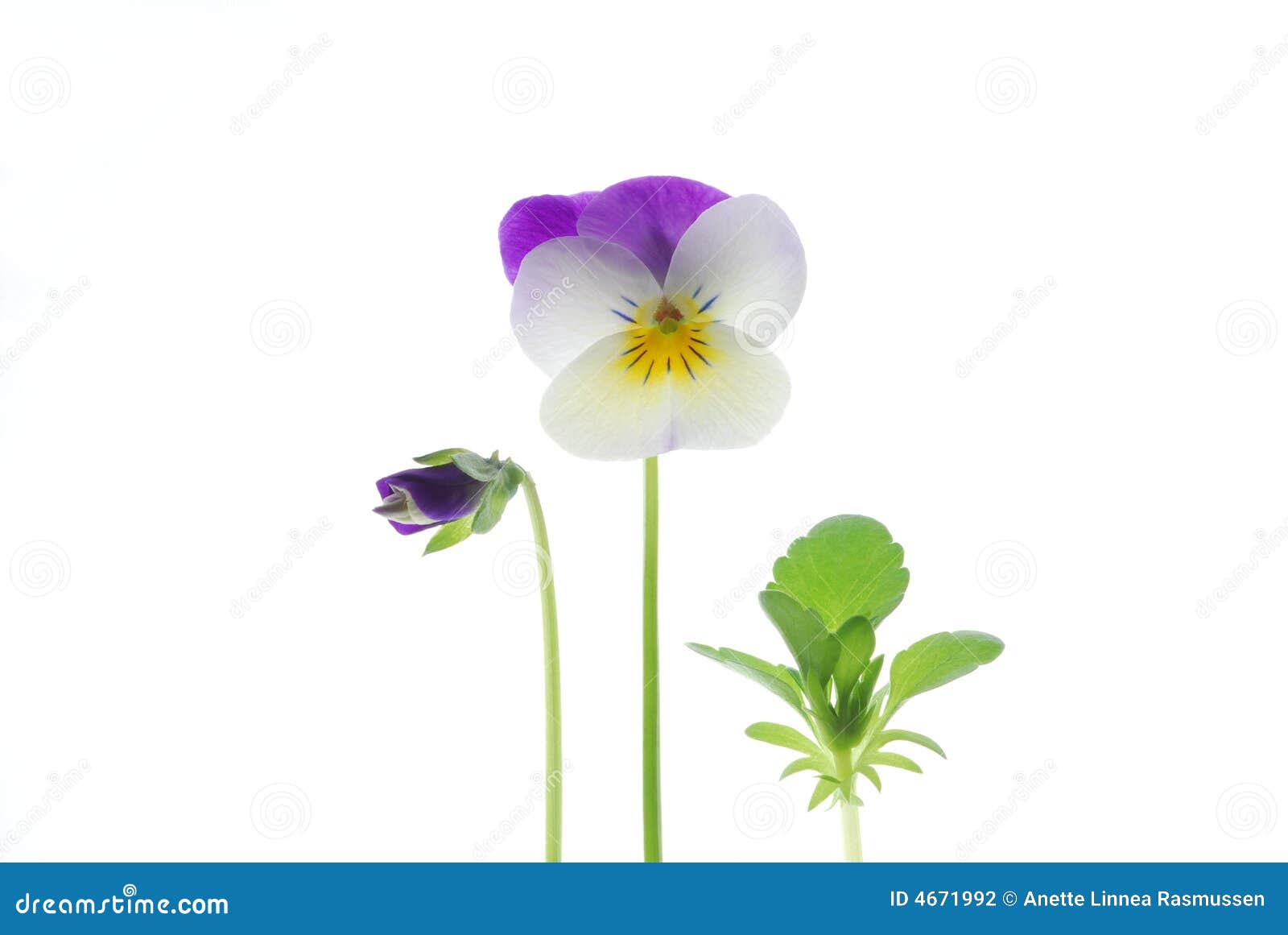 Violet viola tricolor stock photo. Image of violet, white - 4671992