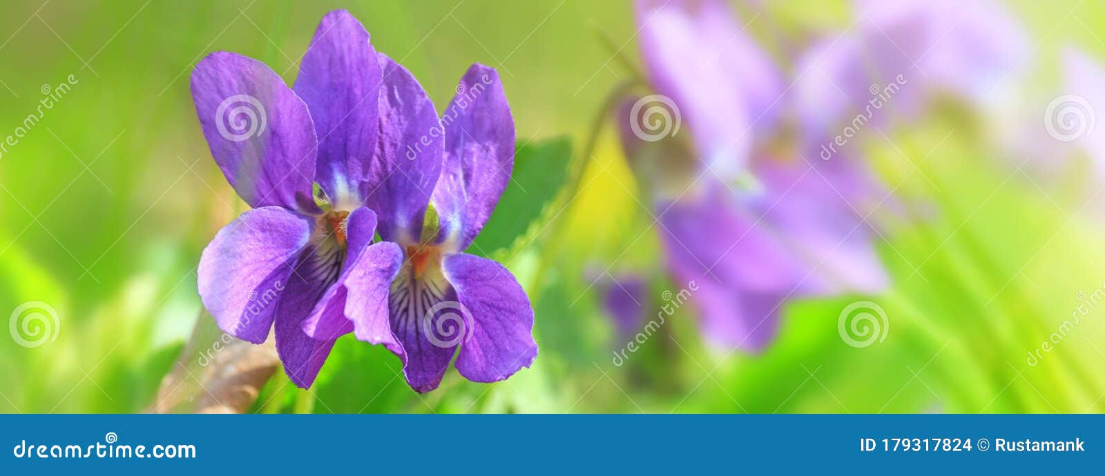 Violet Violets Flowers Bloom in the Spring Forest Stock Photo - Image ...