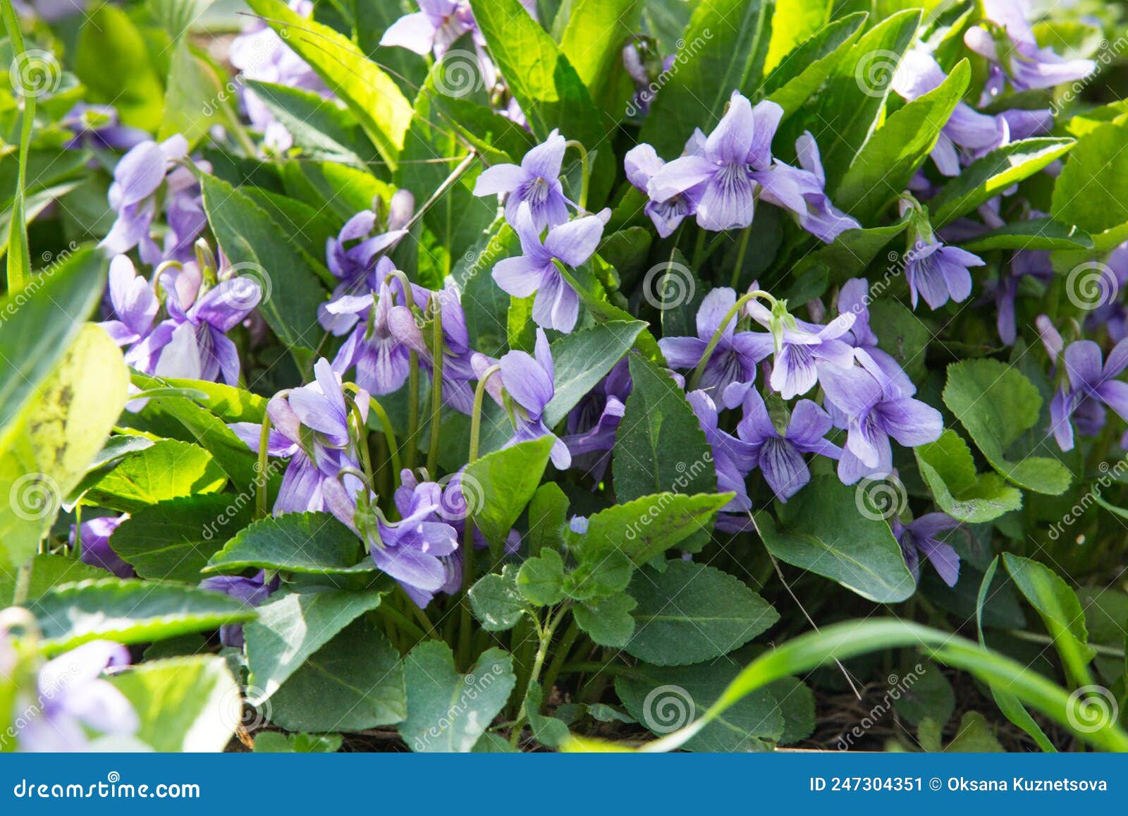 Violet Violets Flowers Bloom in the Spring Forest. Viola Odorata Stock ...