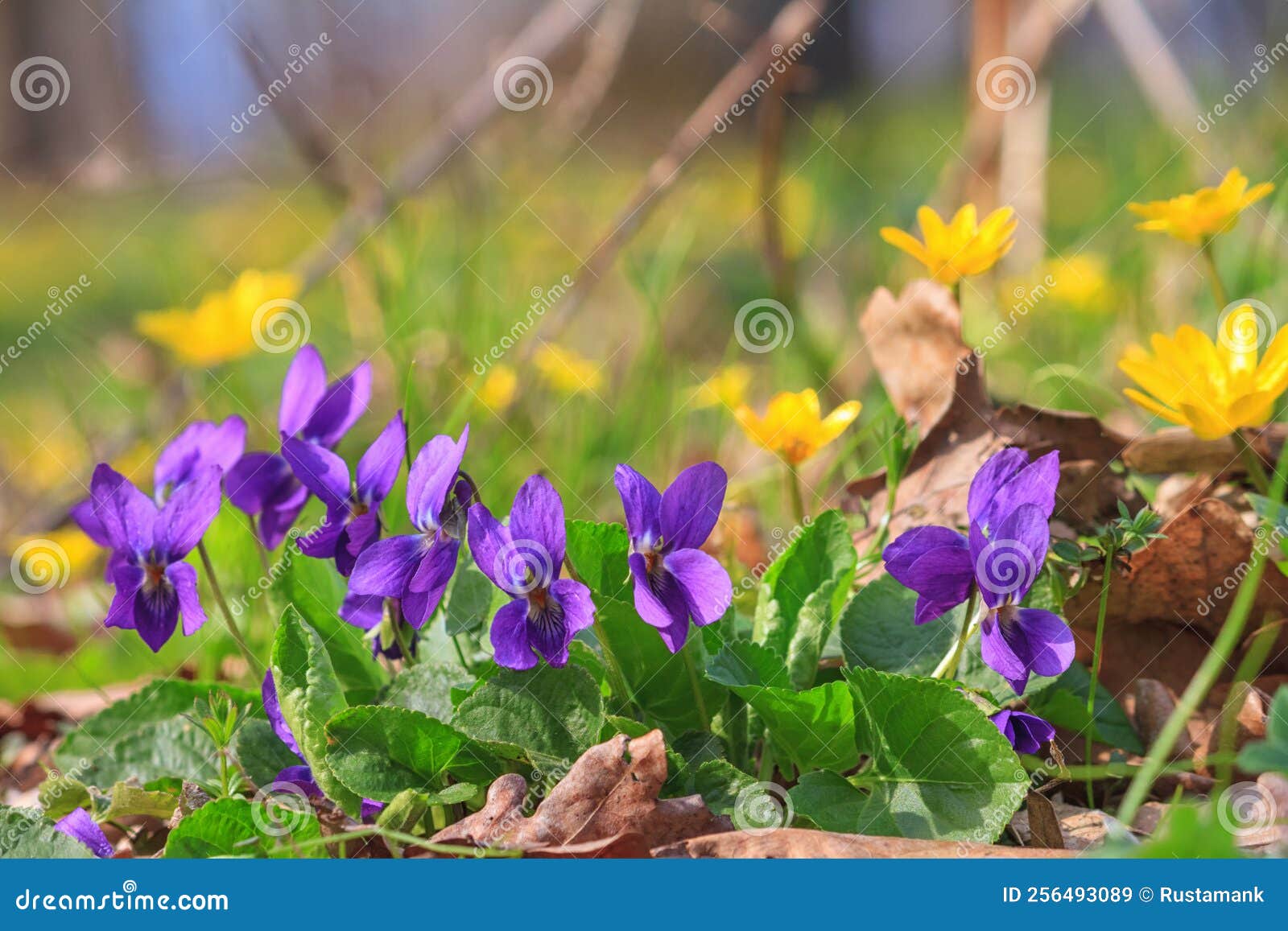 Violet Violets Flowers Bloom in the Spring Forest Stock Image - Image ...