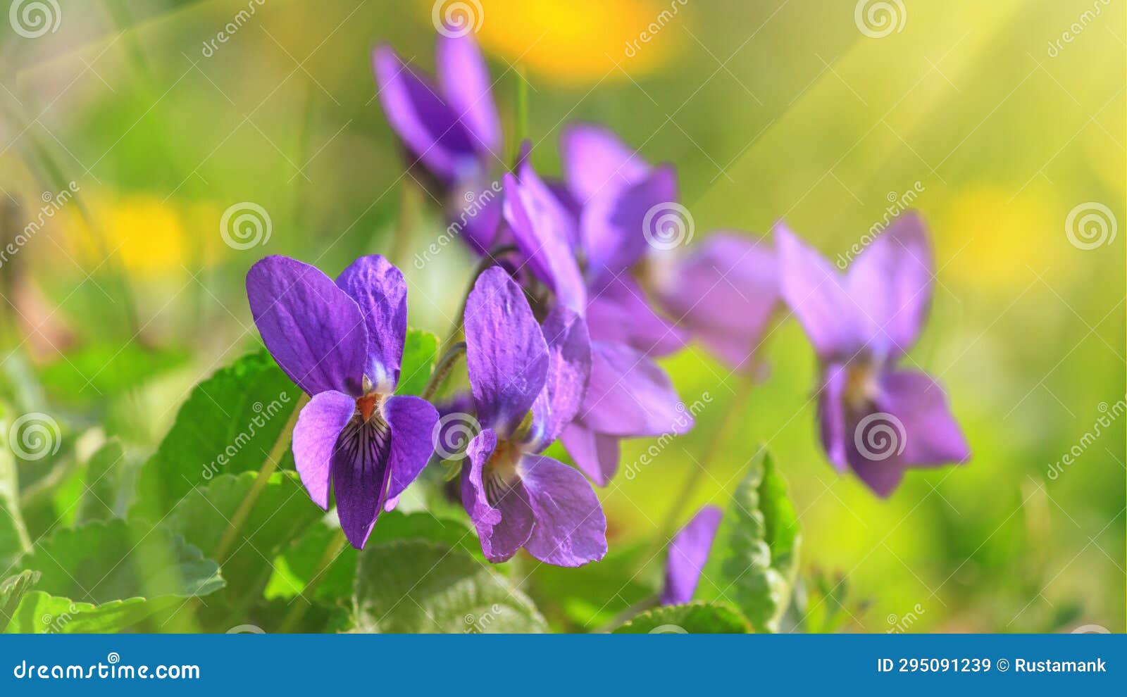 Violet Violets Flowers Bloom in the Spring Forest Stock Image - Image ...