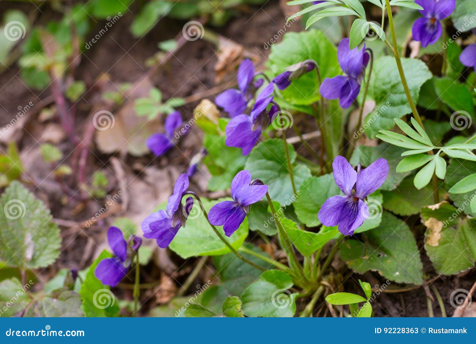 Violet Violets Flowers Bloom in Spring Forest. Viola Odorata Stock ...