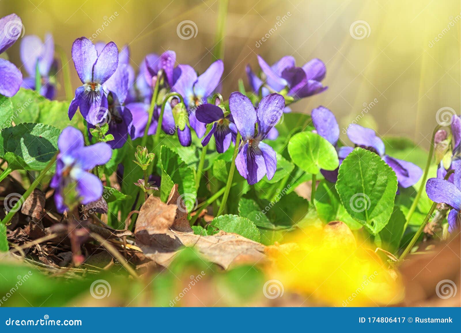 Violet Violets Flowers Bloom in the Spring Forest Stock Image - Image ...