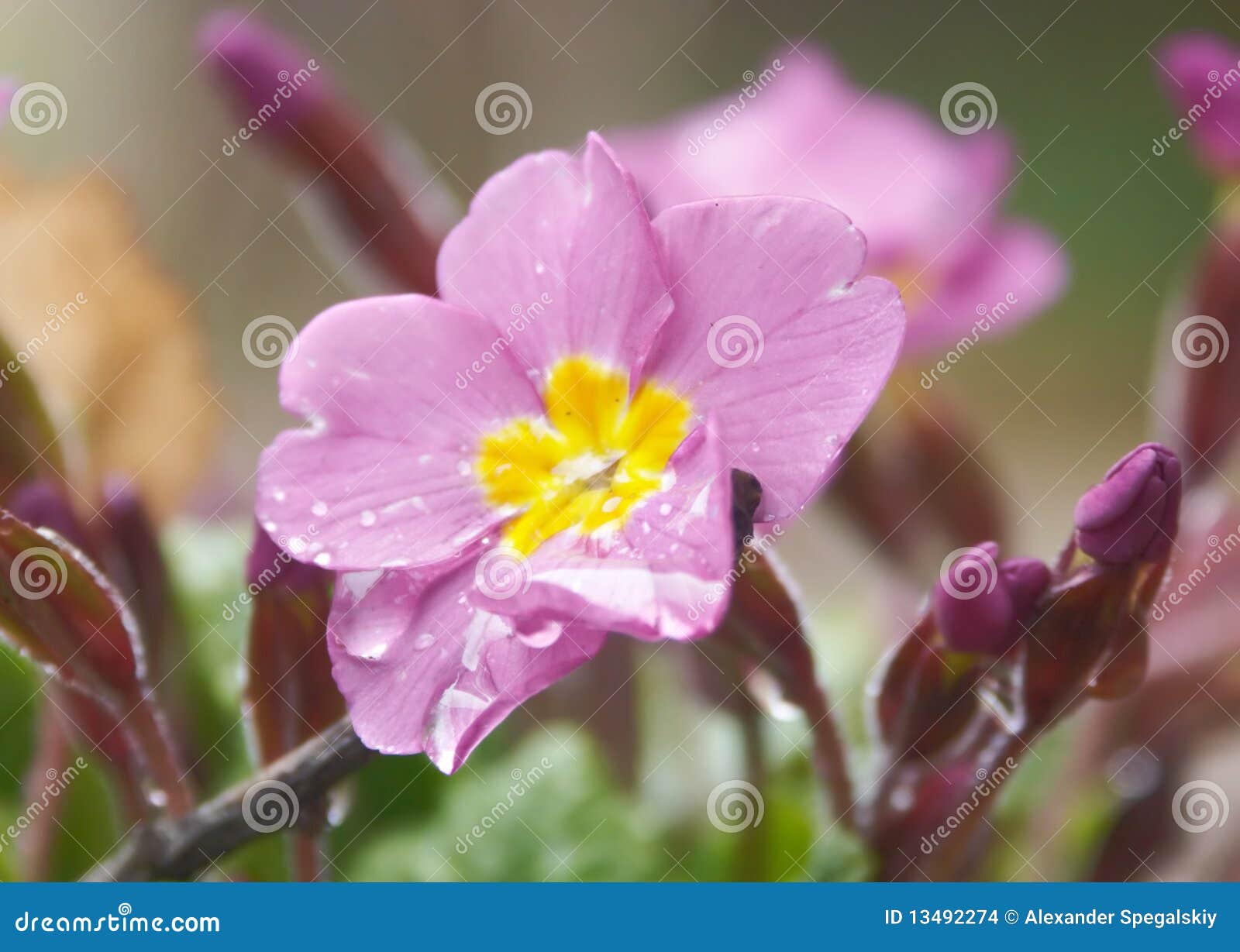 Violet with water drops stock photo. Image of glades - 13492274