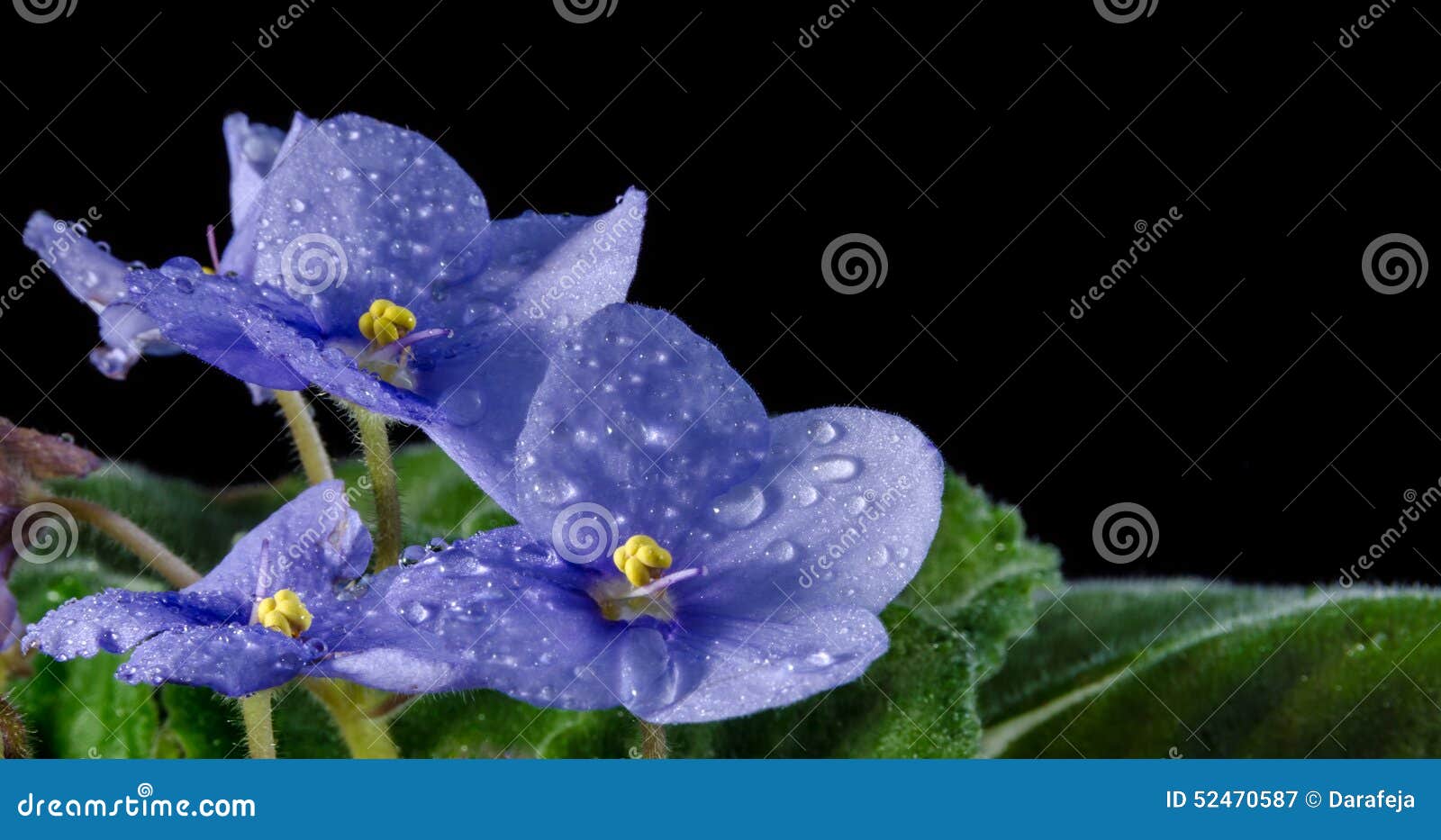 Violet with water drops stock image. Image of close, lavender - 52470587