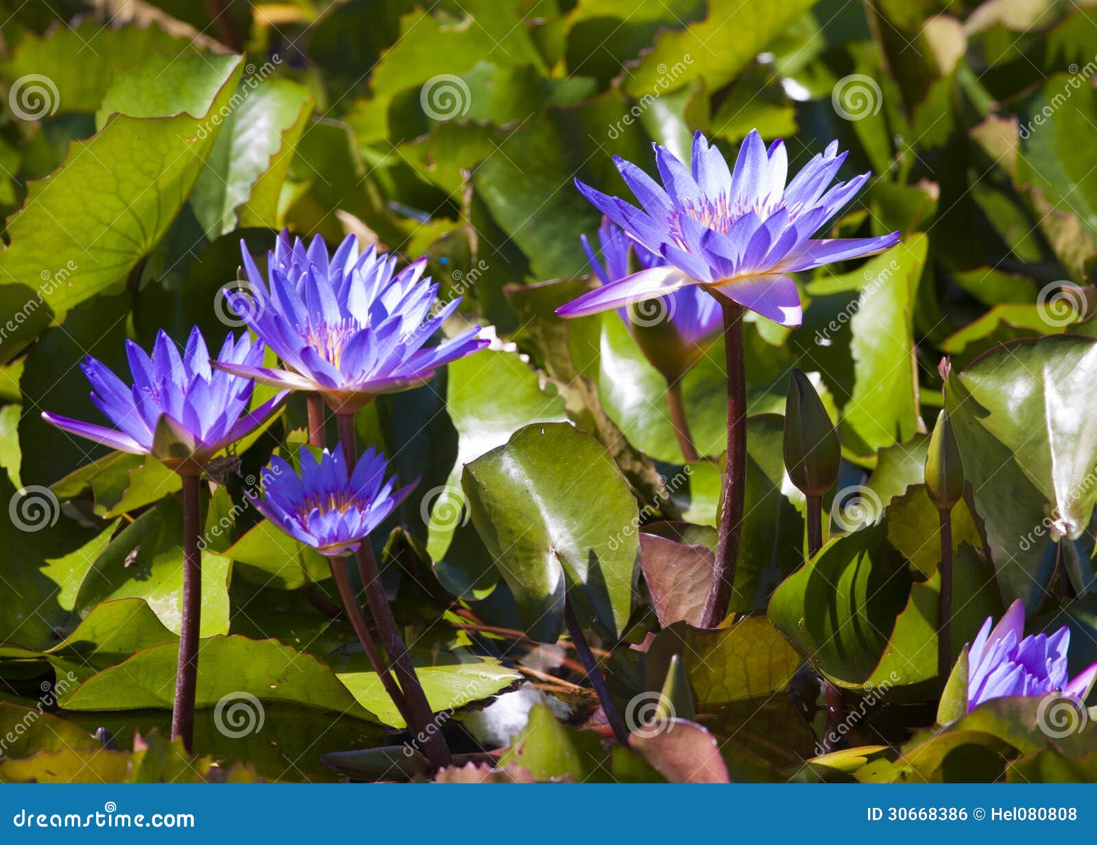 Violet Water Lilies - Nympheae Stock Photo - Image of colored, anemone ...