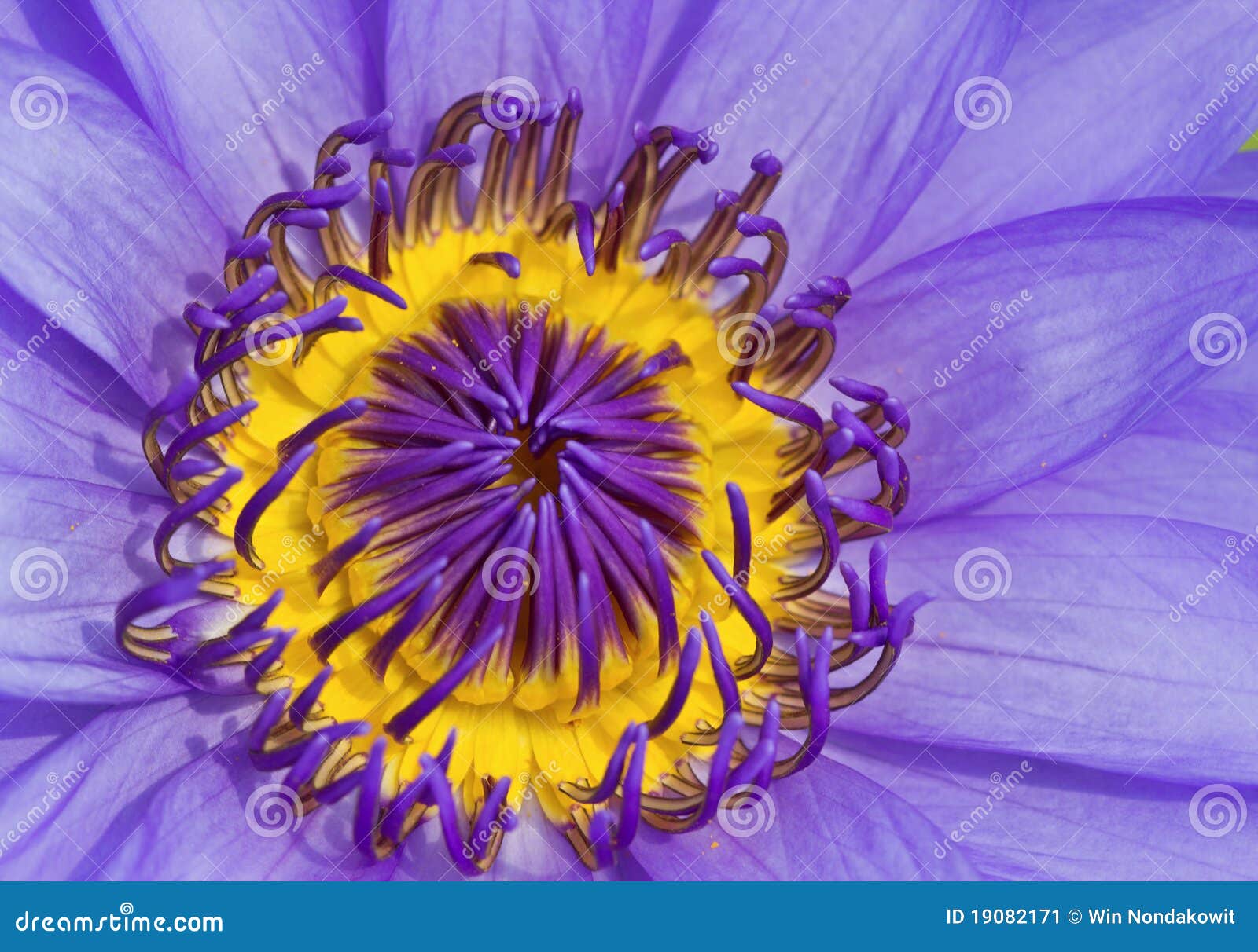 Violet water lilly stock image. Image of waterlily, float - 19082171