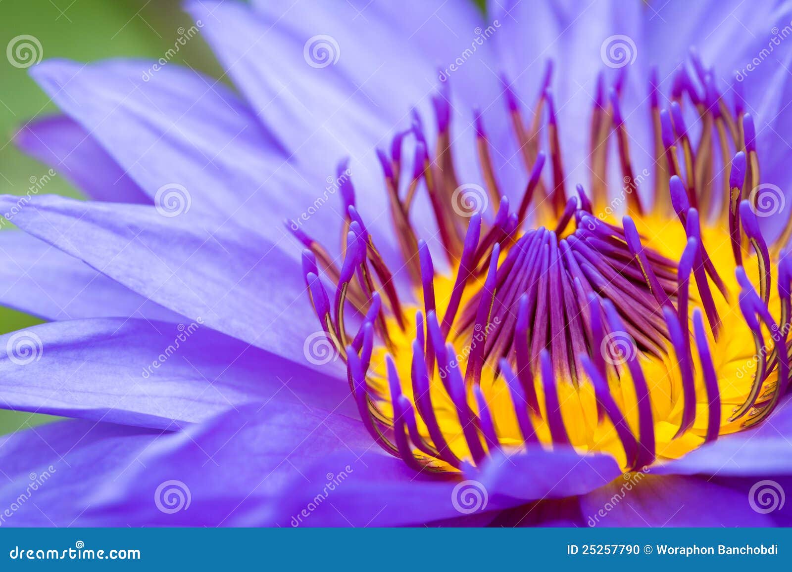 Violet water lily stock photo. Image of beautiful, pink - 25257790