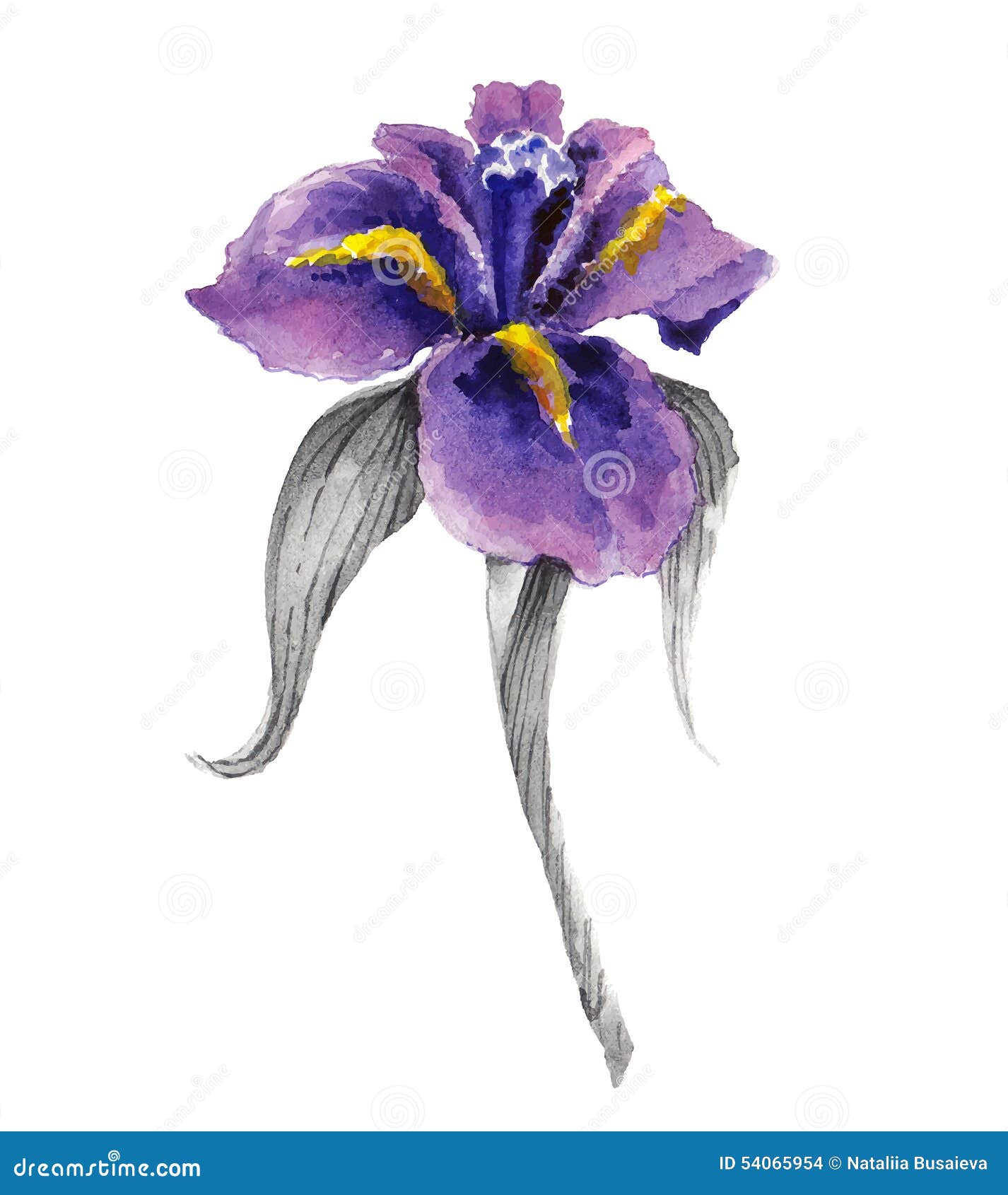 Violet Watercolor Iris Flower Stock Vector - Image: 54065954