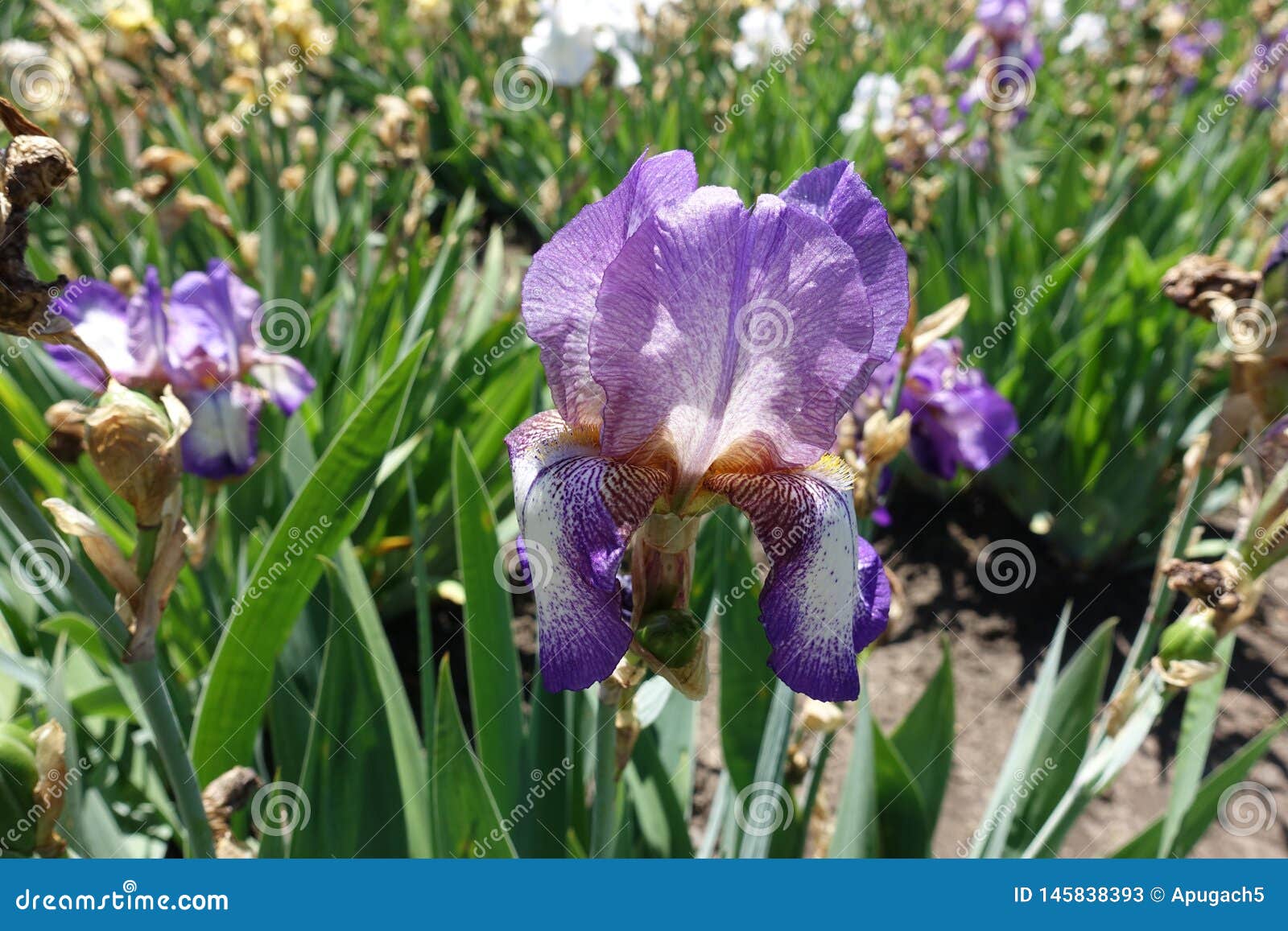 Violet and White Flower of German Iris Stock Image - Image of purple ...