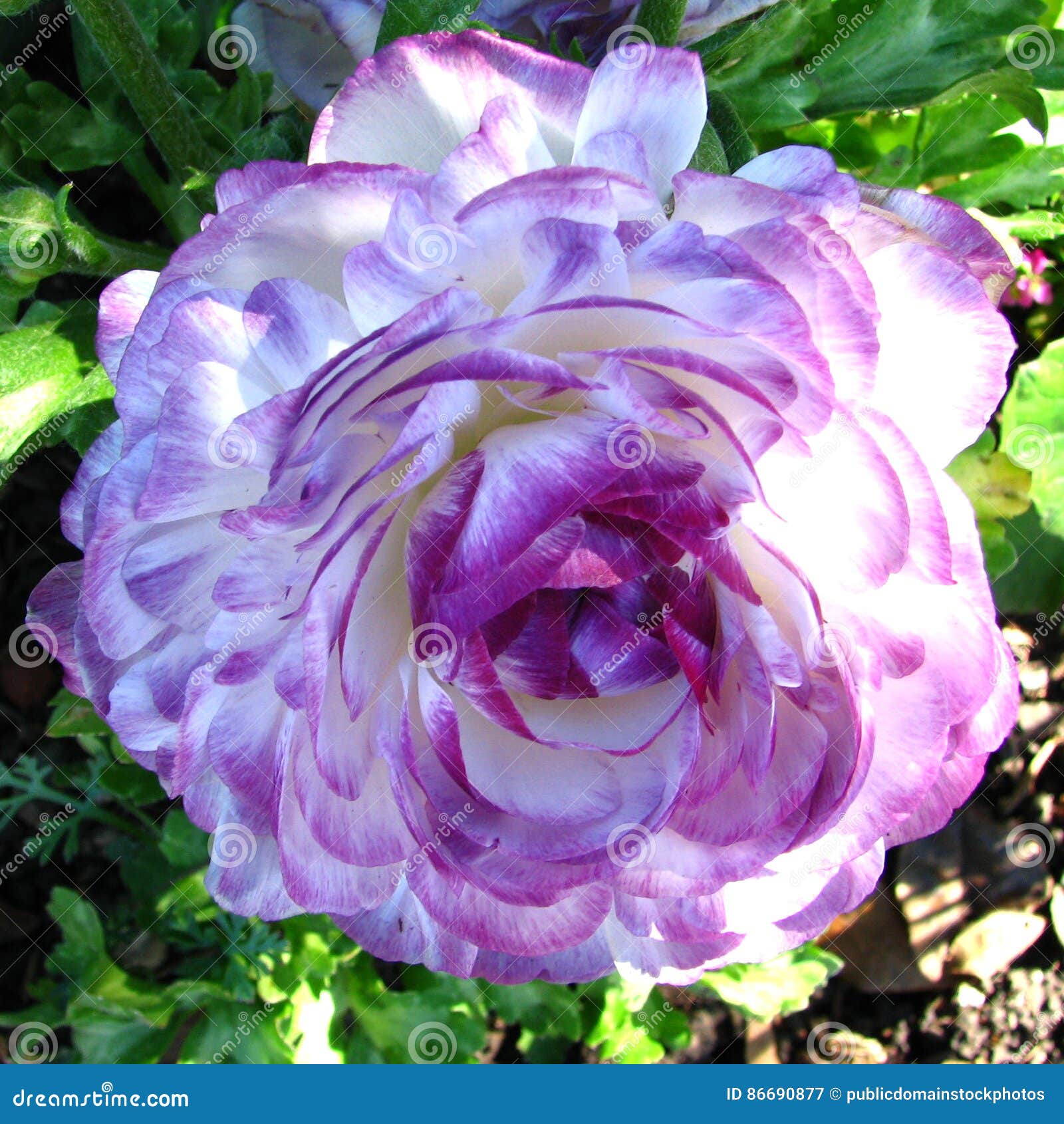 Violet-and-white Ranunculus Picture. Image: 86690877