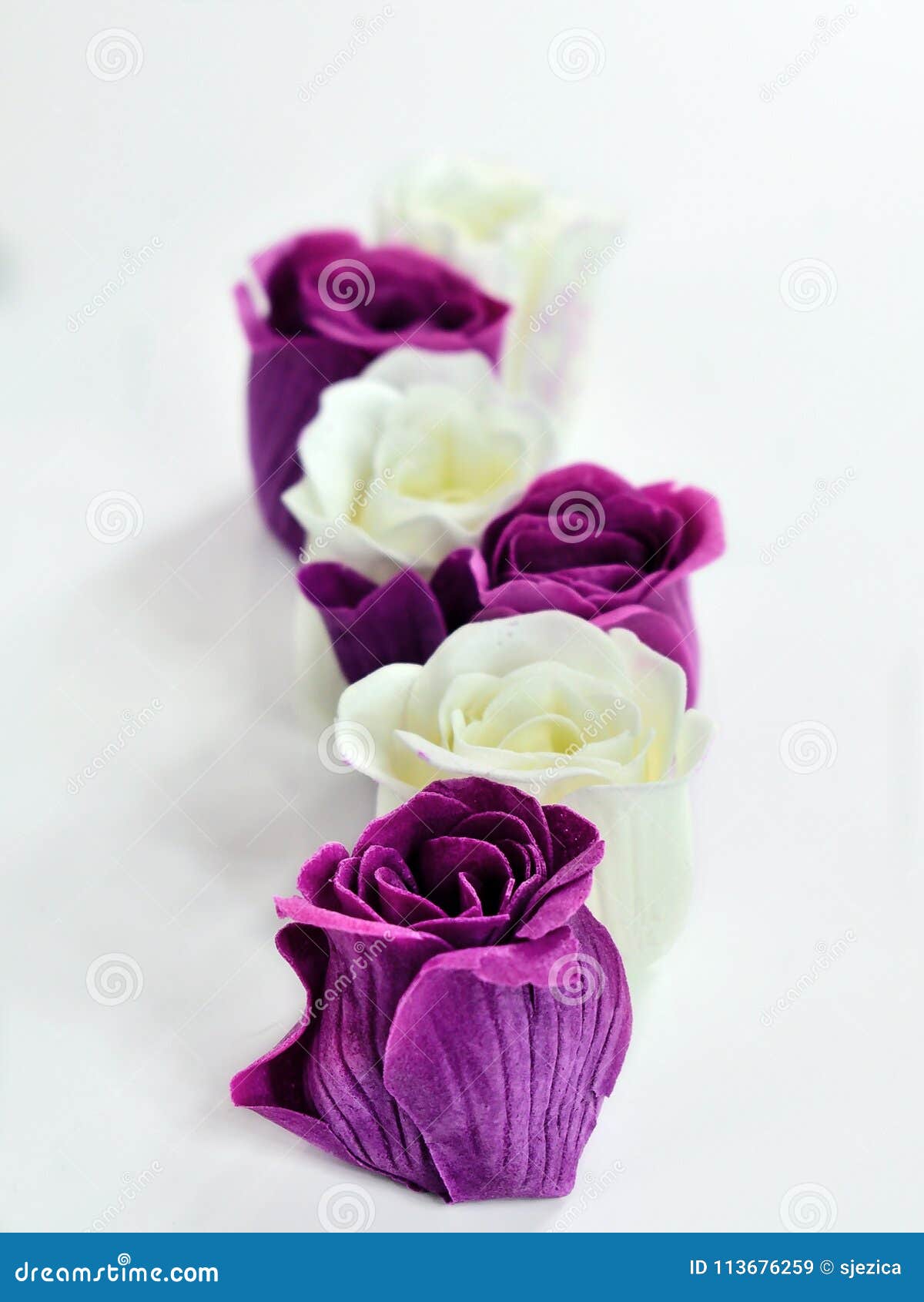 Violet and White Roses Close Up Stock Image - Image of girl, beautiful ...