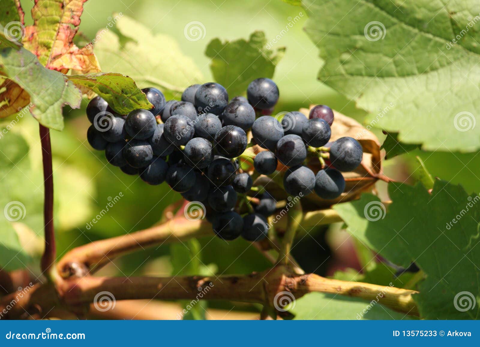 Violet wine grapes stock image. Image of harvest, artistic - 13575233
