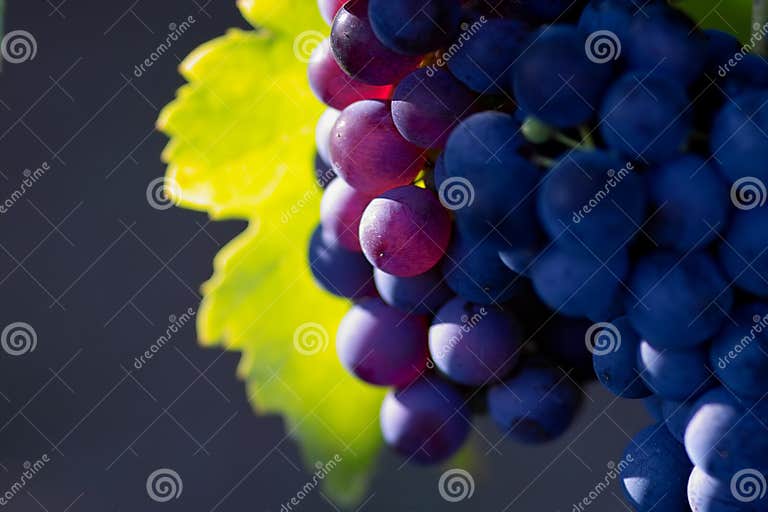 Violet wine grapes stock photo. Image of harvest, glowing - 228066