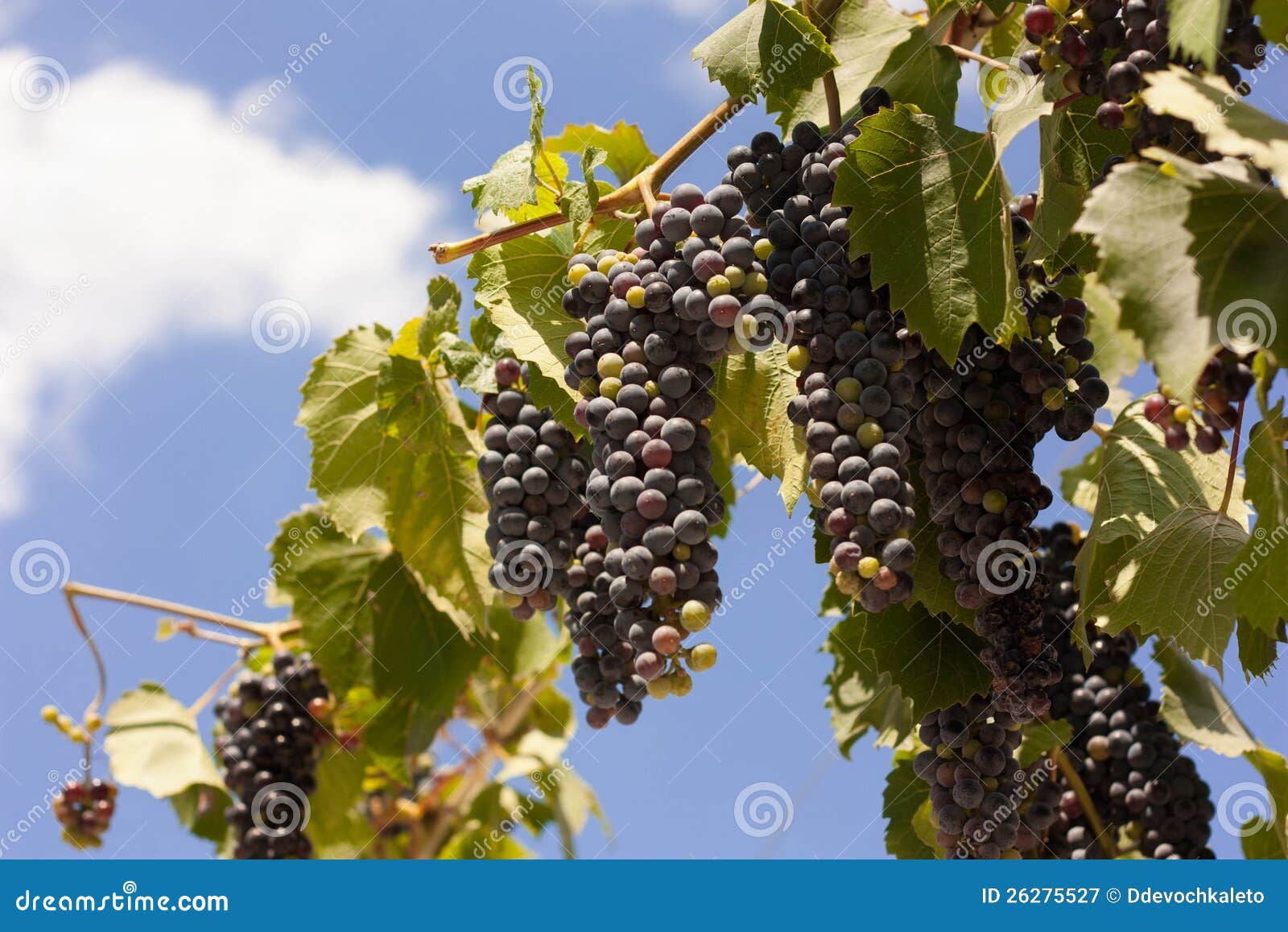 Violet wine grapes stock image. Image of earth, bouquet - 26275527