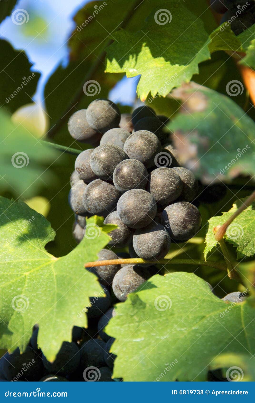 Violet wine grapes stock photo. Image of beverage, chardonnay - 6819738