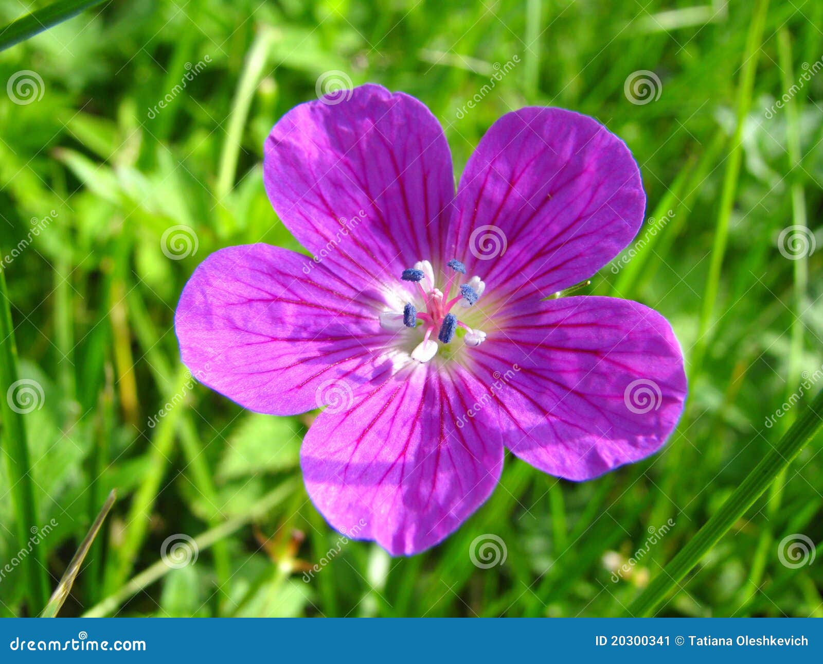 Violet Wood Flower (Geranium Sylvaticum) Stock Image - Image of color ...