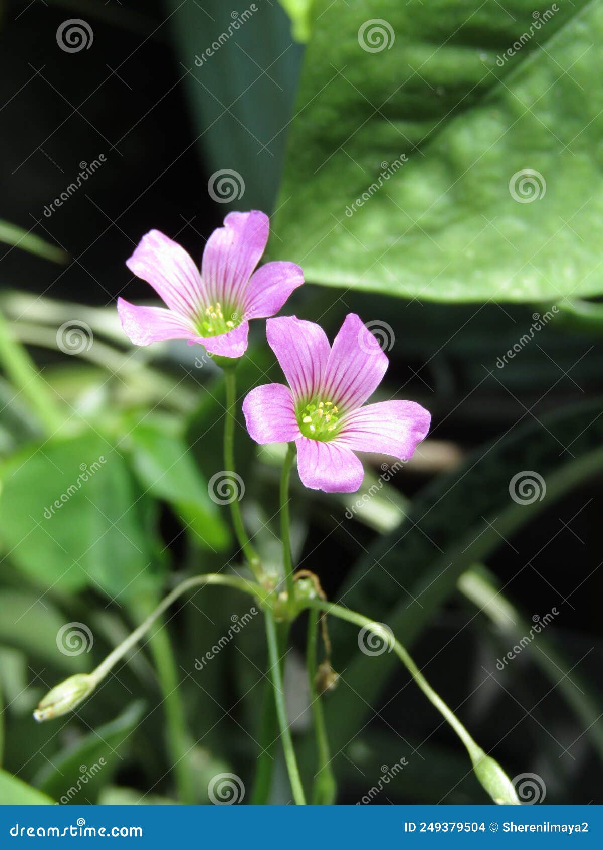 Violet wood sorrel flower stock photo. Image of sorrel - 249379504