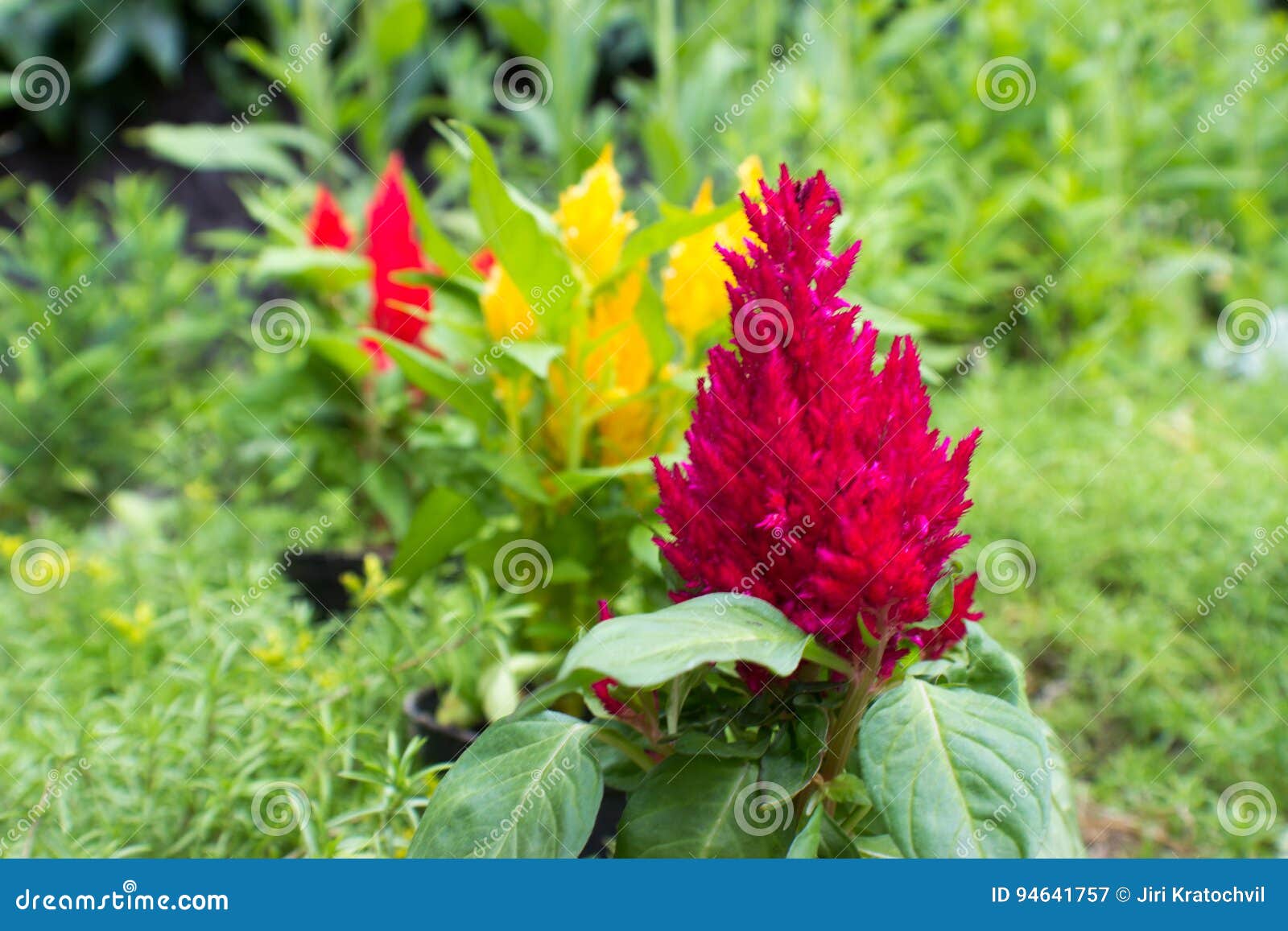 Violet, Yellow and Red Amaranthus Stock Image - Image of colorful, botanical: 94641757