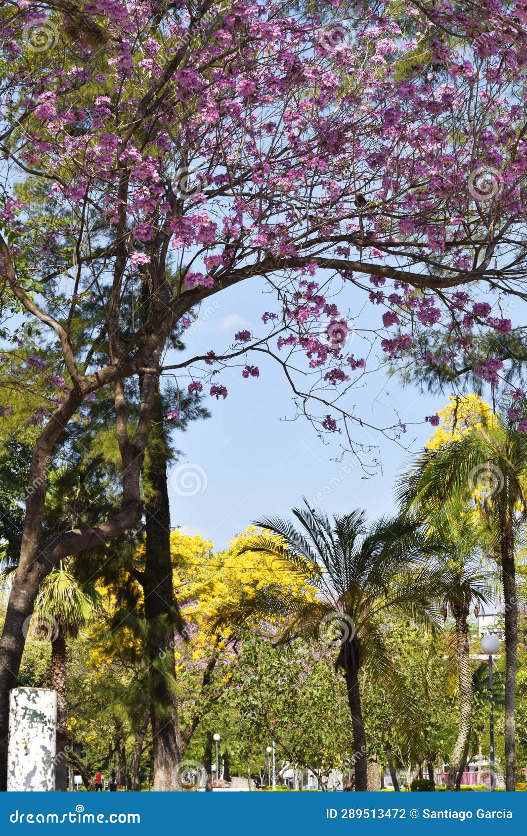 Violet tree tunnel stock photo. Image of branch, leaf - 289513472