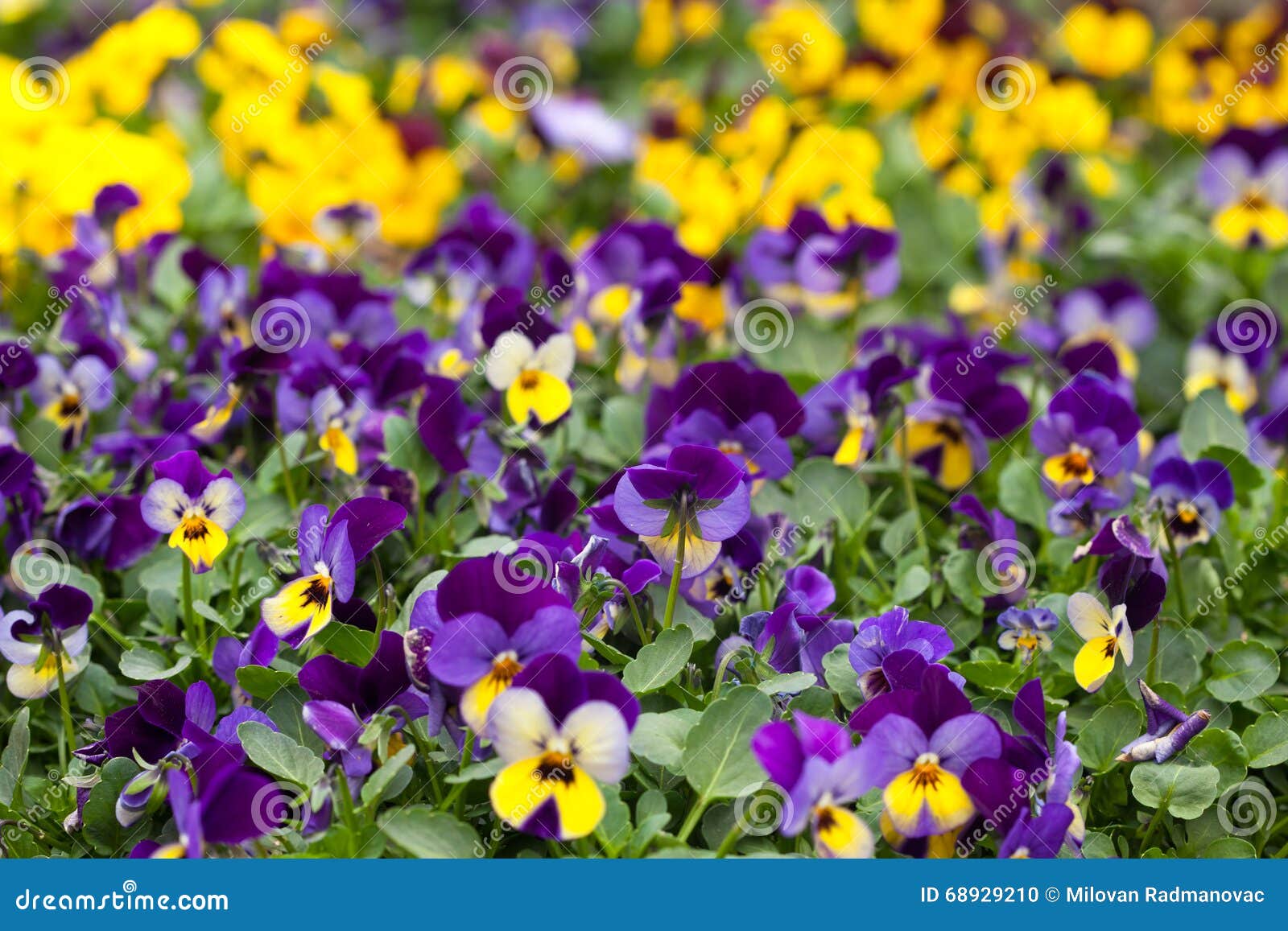 Violet and yellow violas stock photo. Image of nature - 68929210