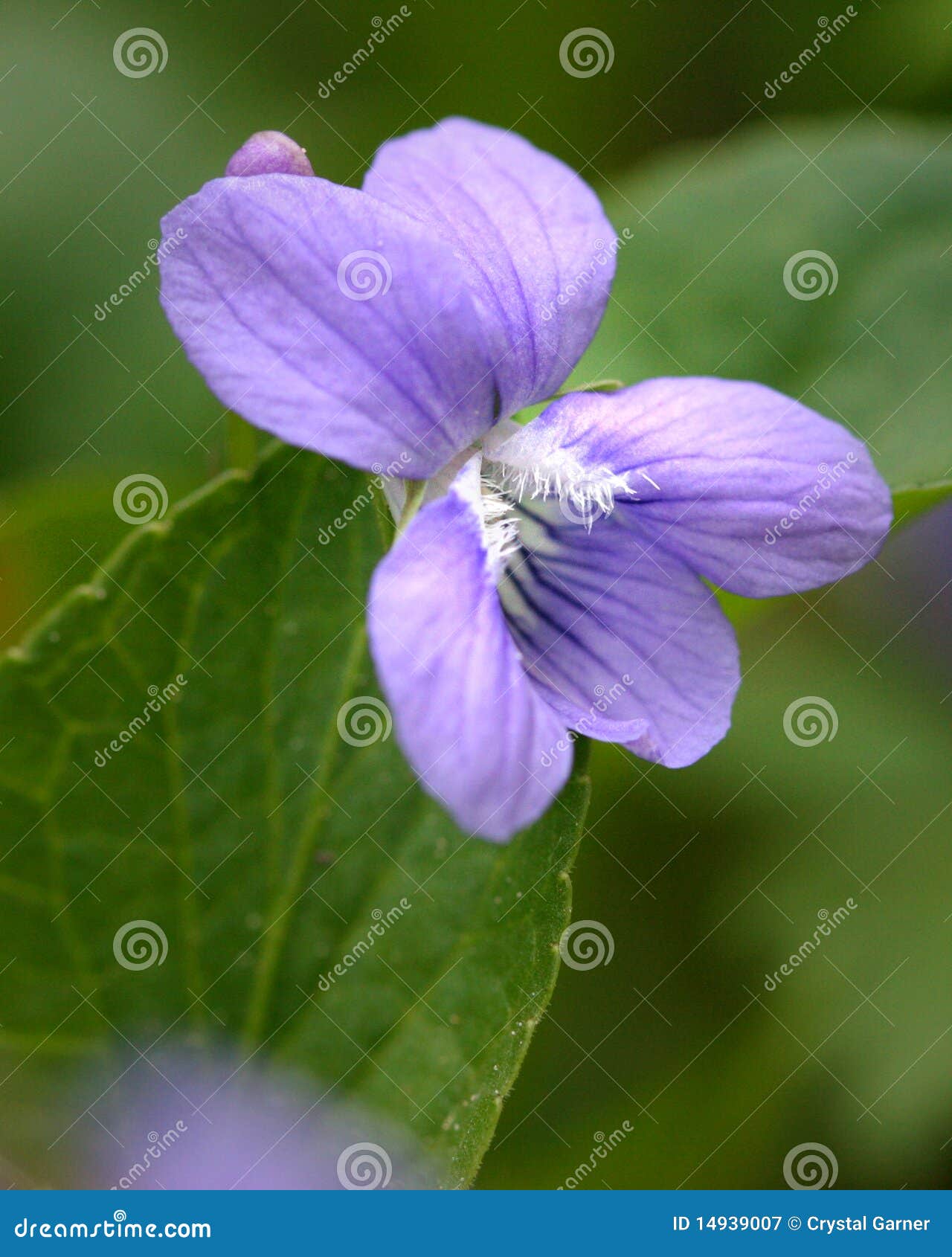 Violeta azul imagen de archivo. Imagen de plantas, crece - 14939007
